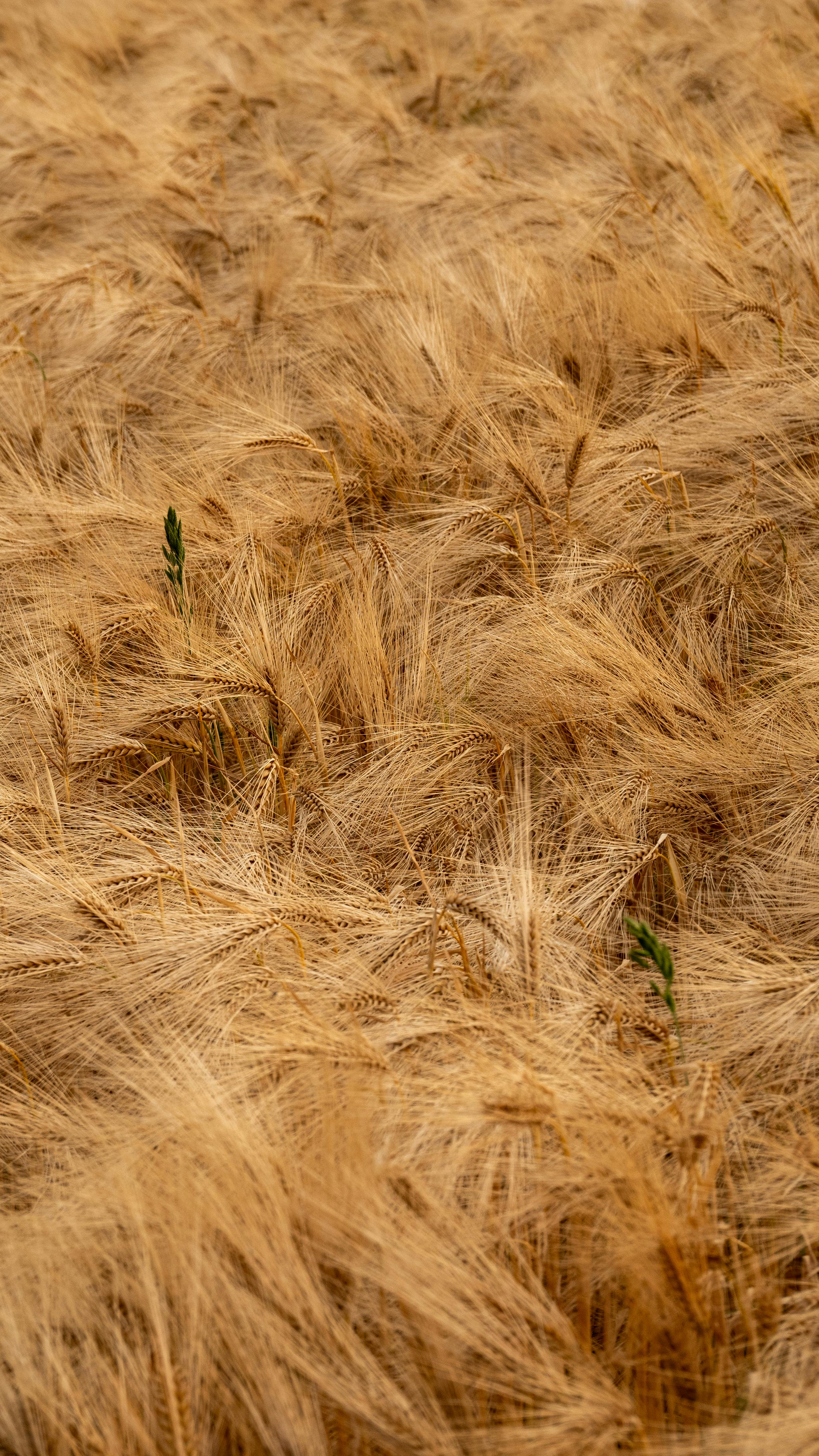 Cánh đồng Lúa Mì Vàng Trong Làn Gió Cuối Hè · Ảnh có sẵn miễn phí