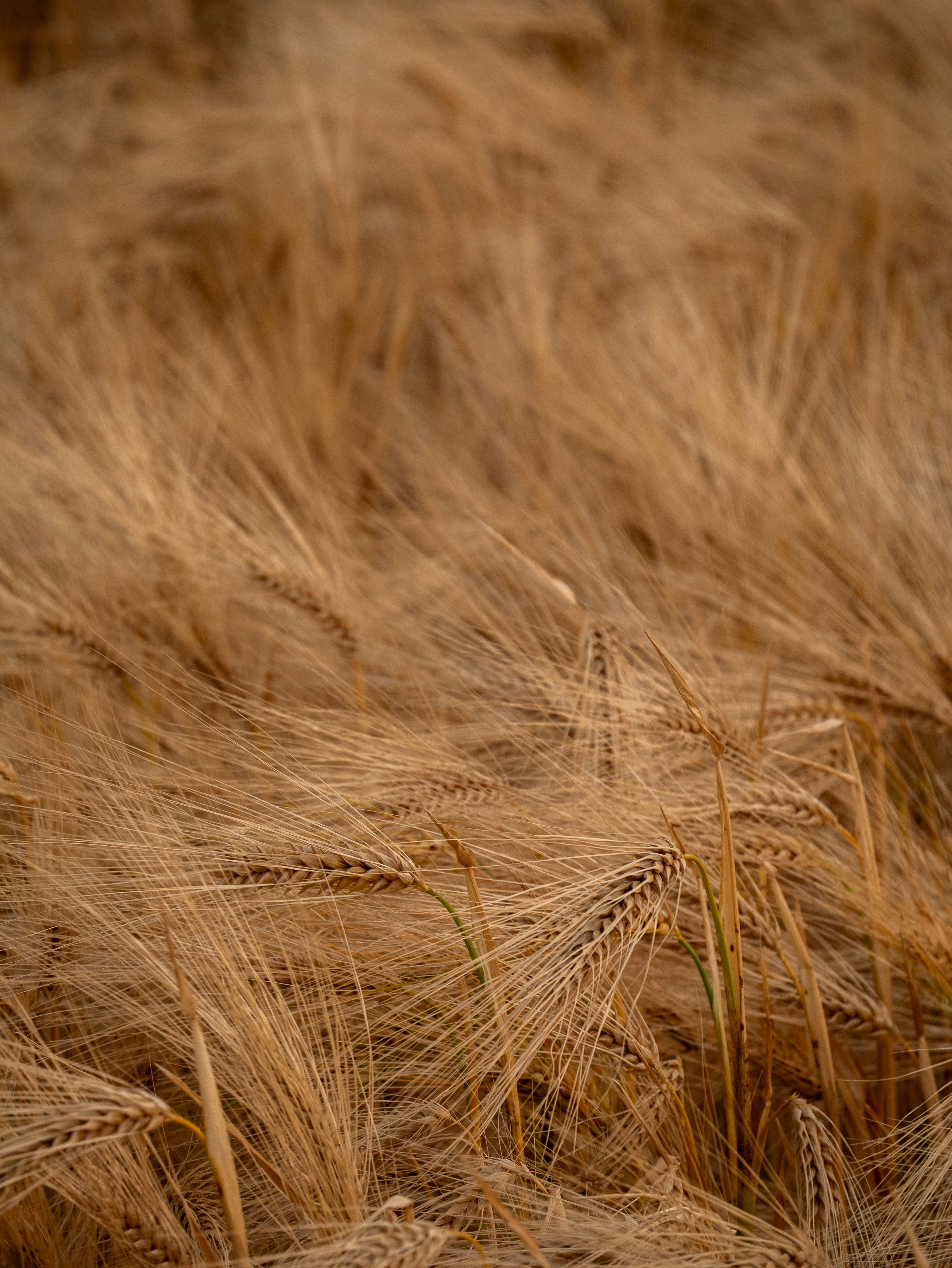 Golden Barley Field Swaying in the Breeze · Free Stock Photo