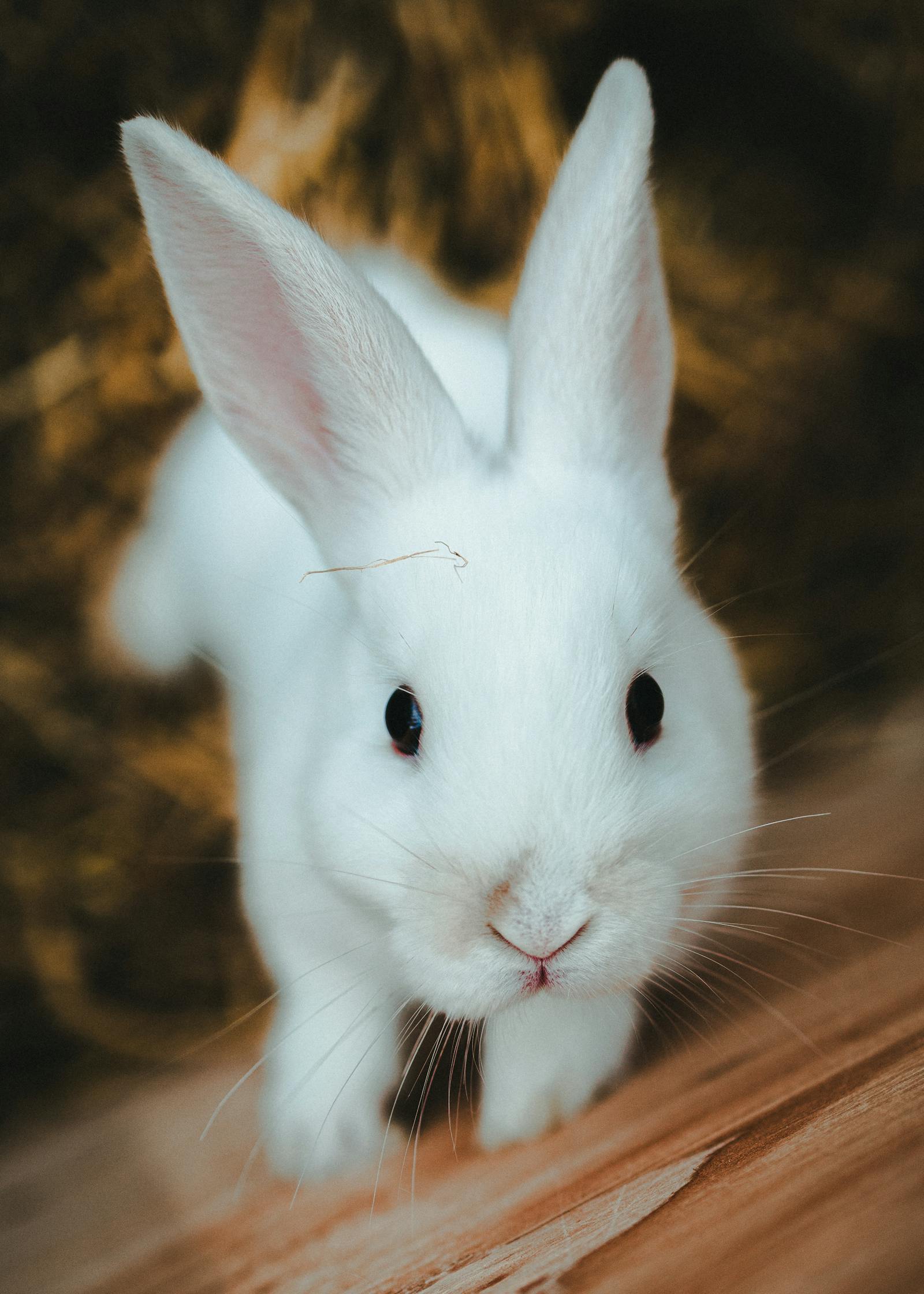 Cute Rabbit Photos, Download The BEST Free Cute Rabbit Stock Photos ...