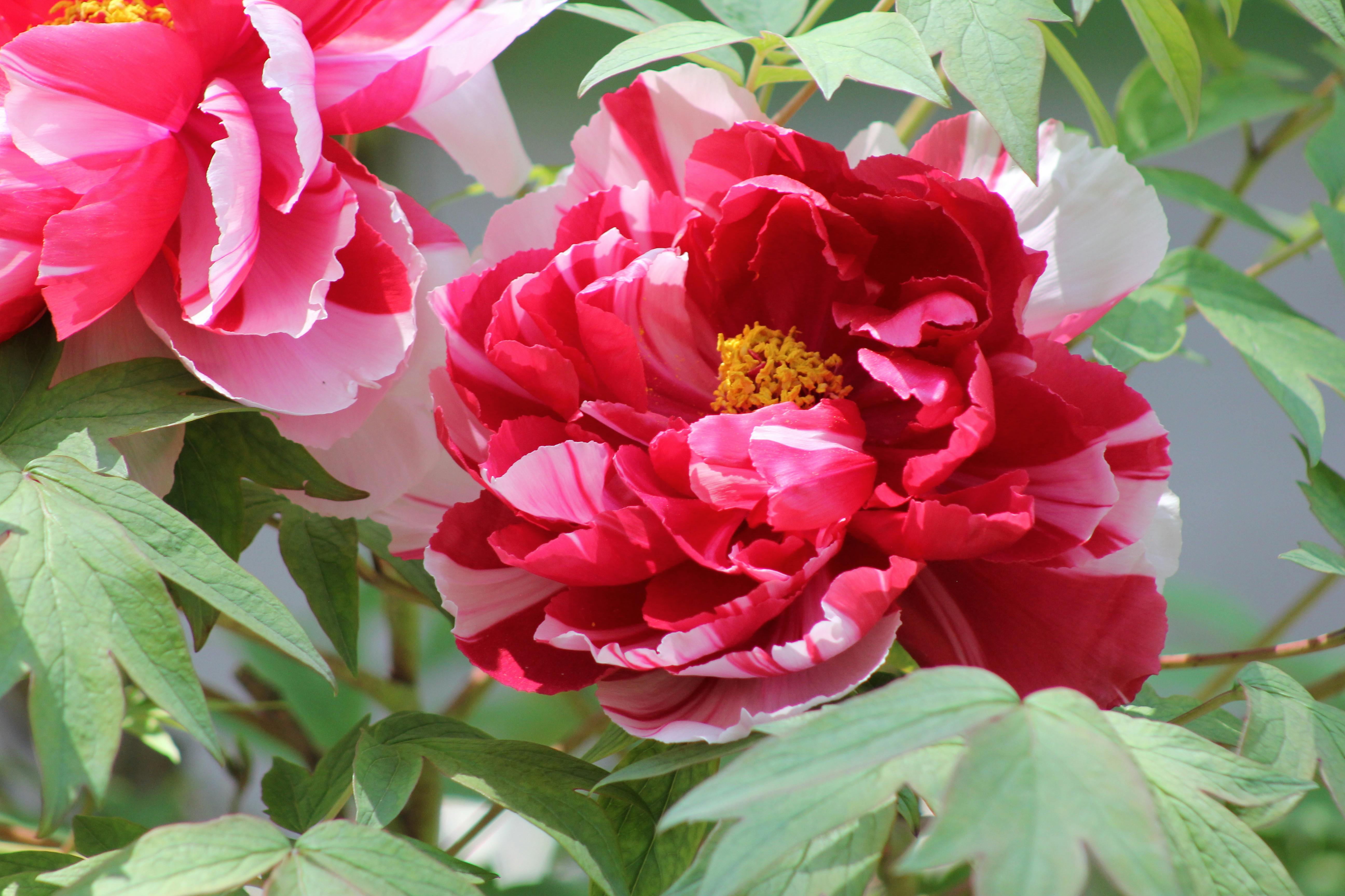 Flower Colouring Photos, Download The BEST Free Flower Colouring Stock ...