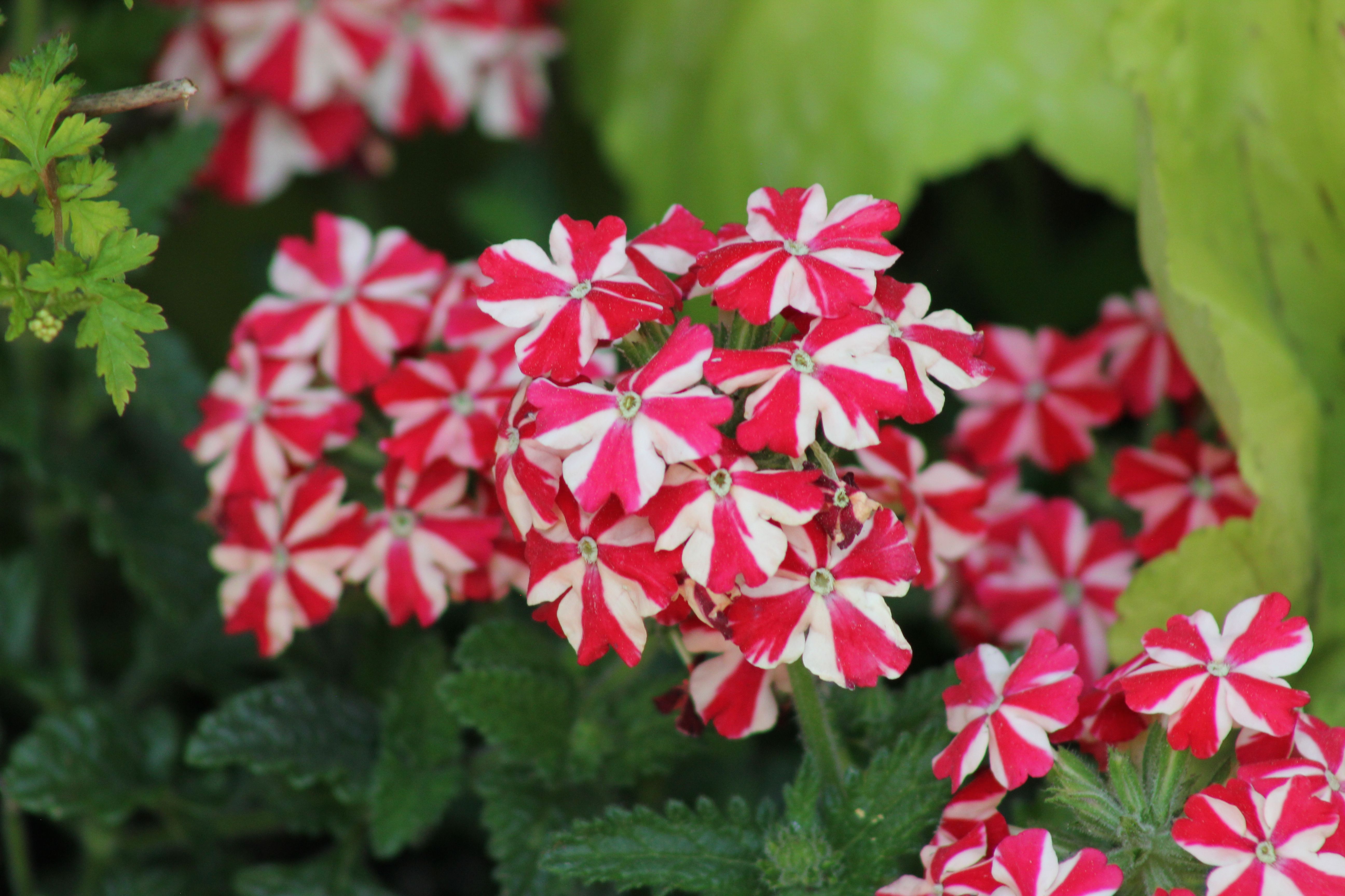 Close-up of Vibrant Red and White Verbena Flowers · Free Stock Photo