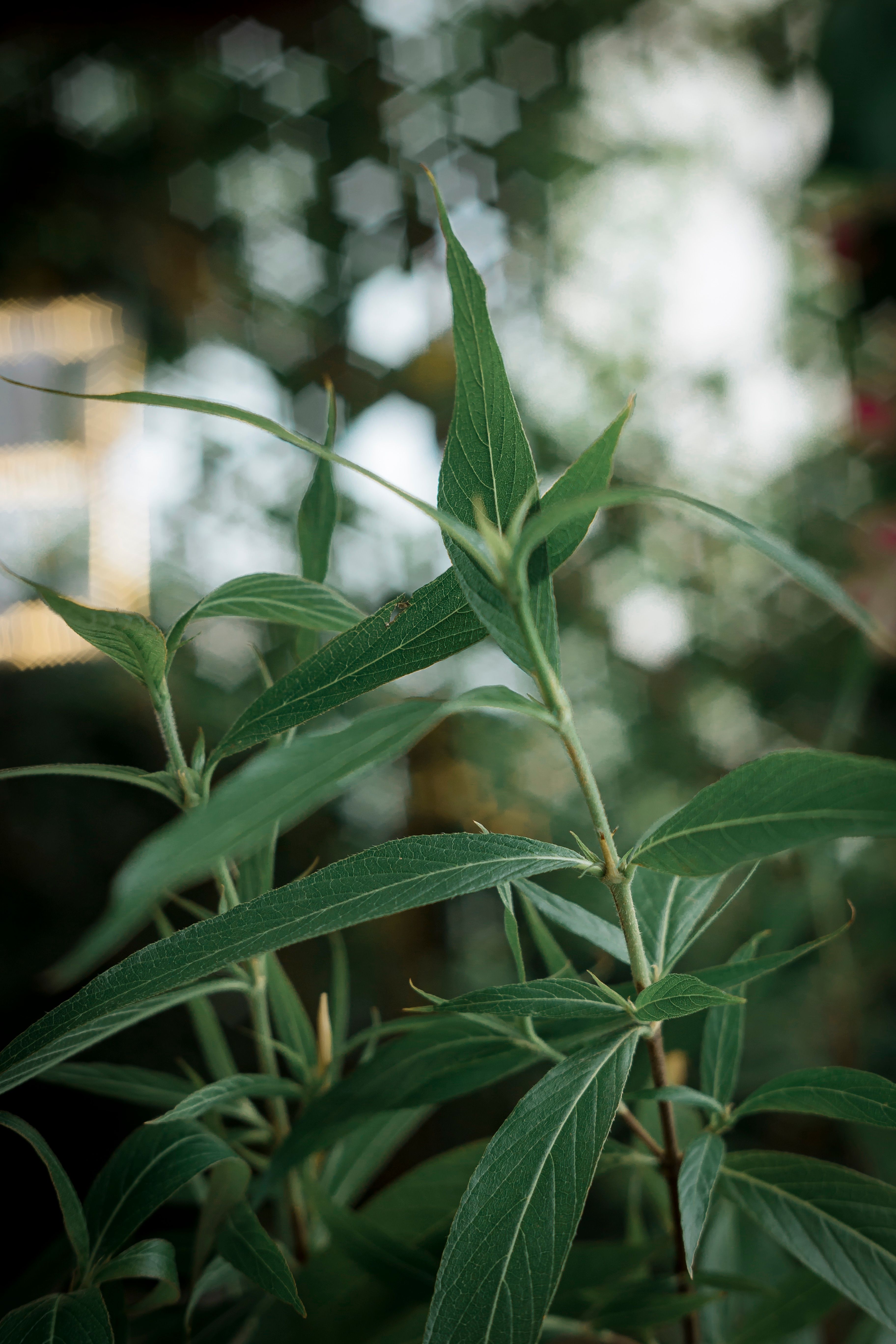 Close-up of Green Plant Leaves with Bokeh · Free Stock Photo