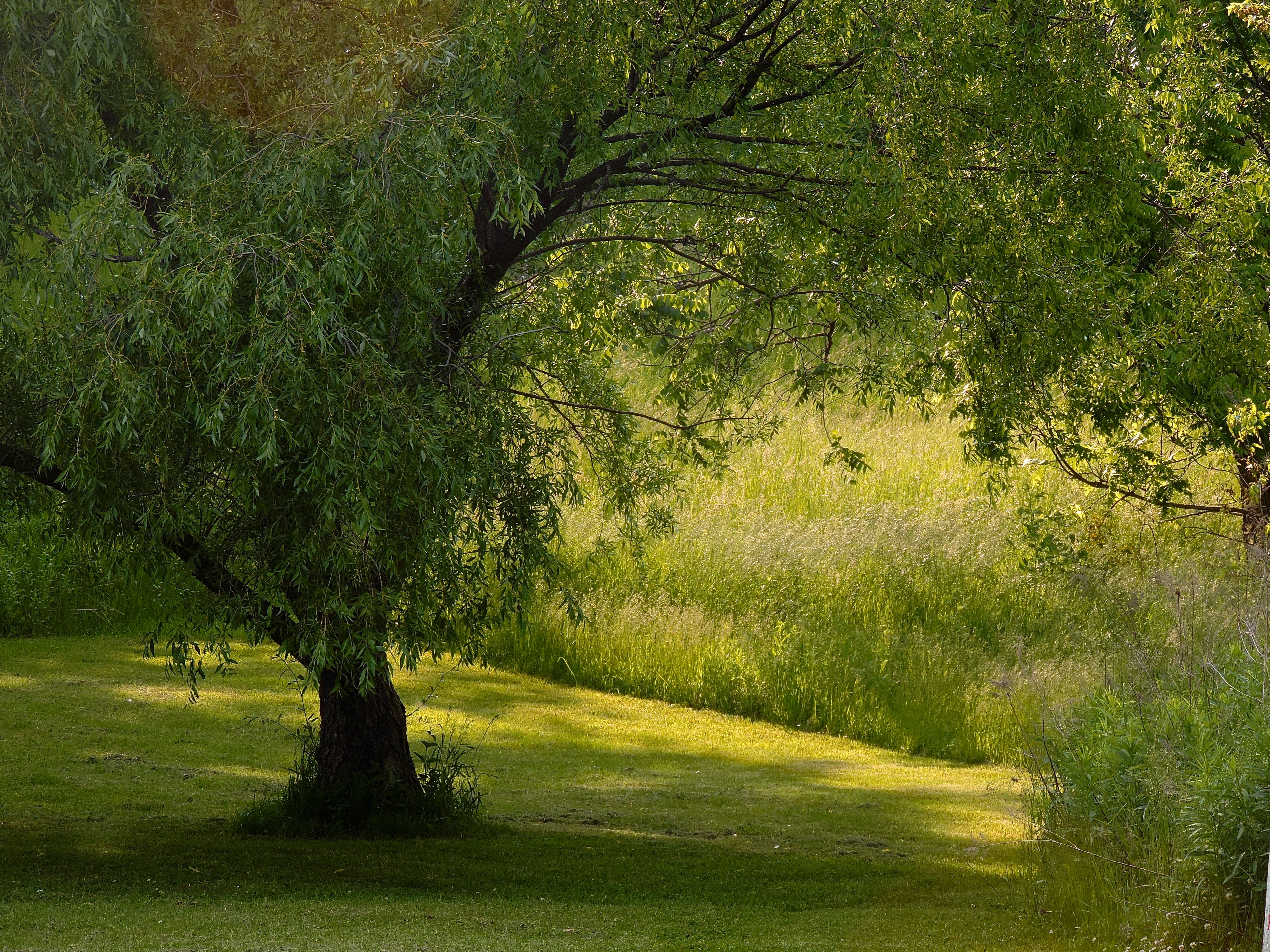 Serene Green Landscape with Tree in Summer Light · Free Stock Photo