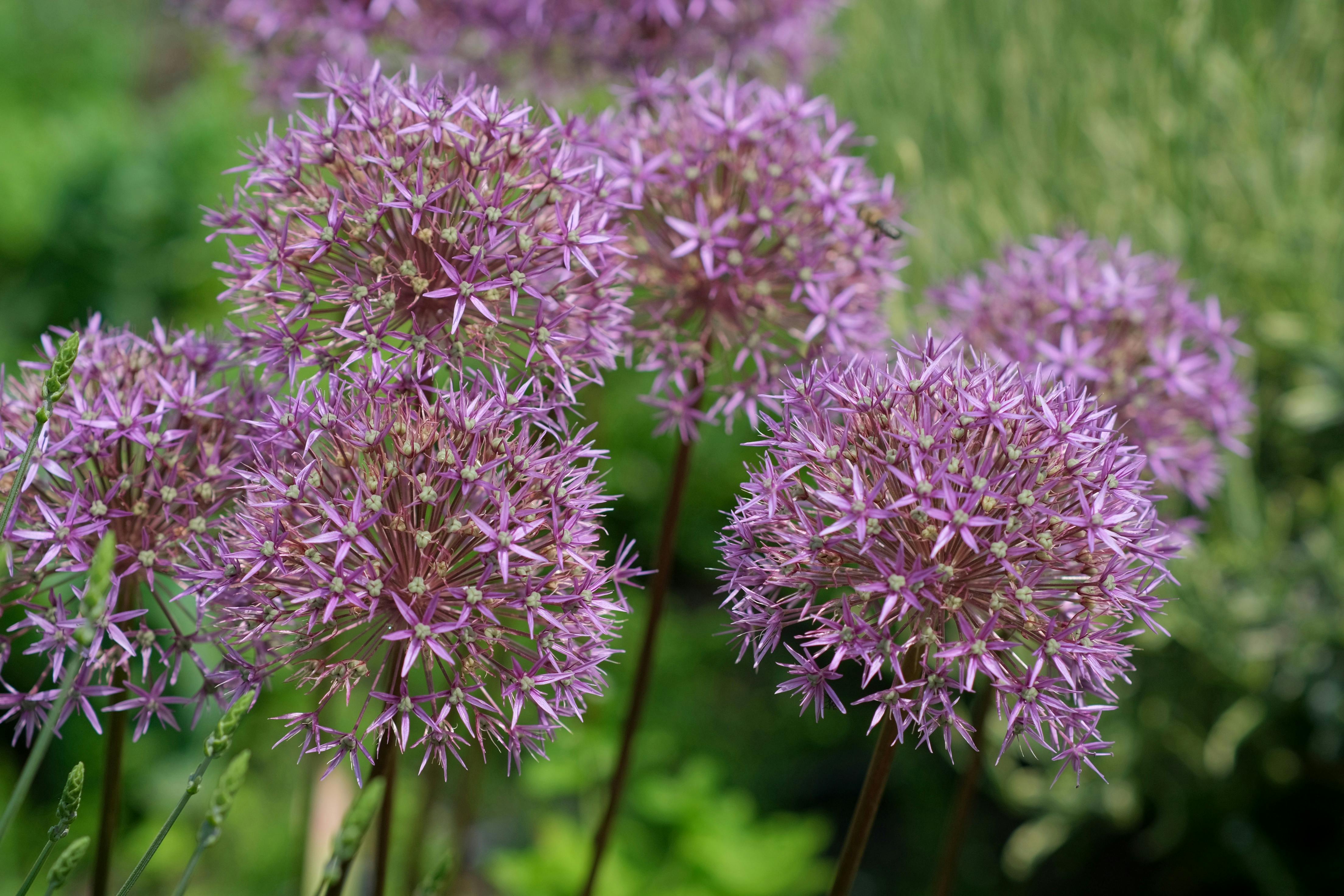 Allium Aflatunense Photos, Download The BEST Free Allium Aflatunense ...