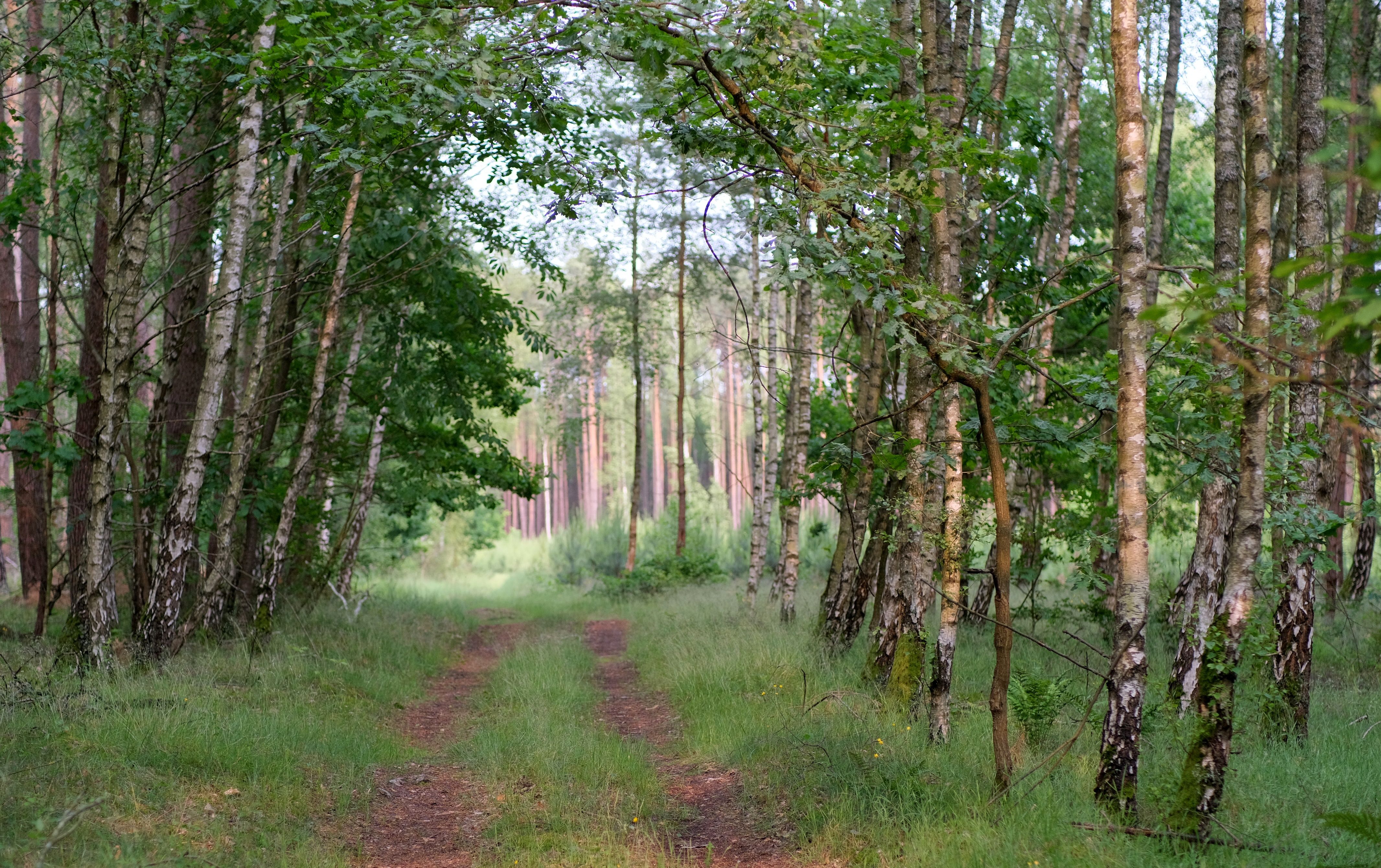 Forest Walk Photos, Download The BEST Free Forest Walk Stock Photos ...