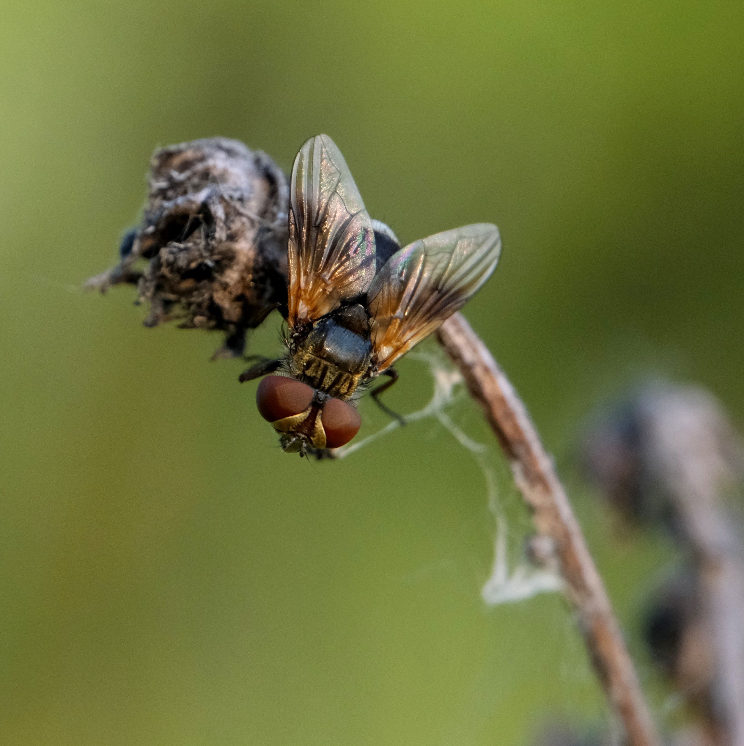 Compound Eyes Photos, Download The BEST Free Compound Eyes Stock Photos ...