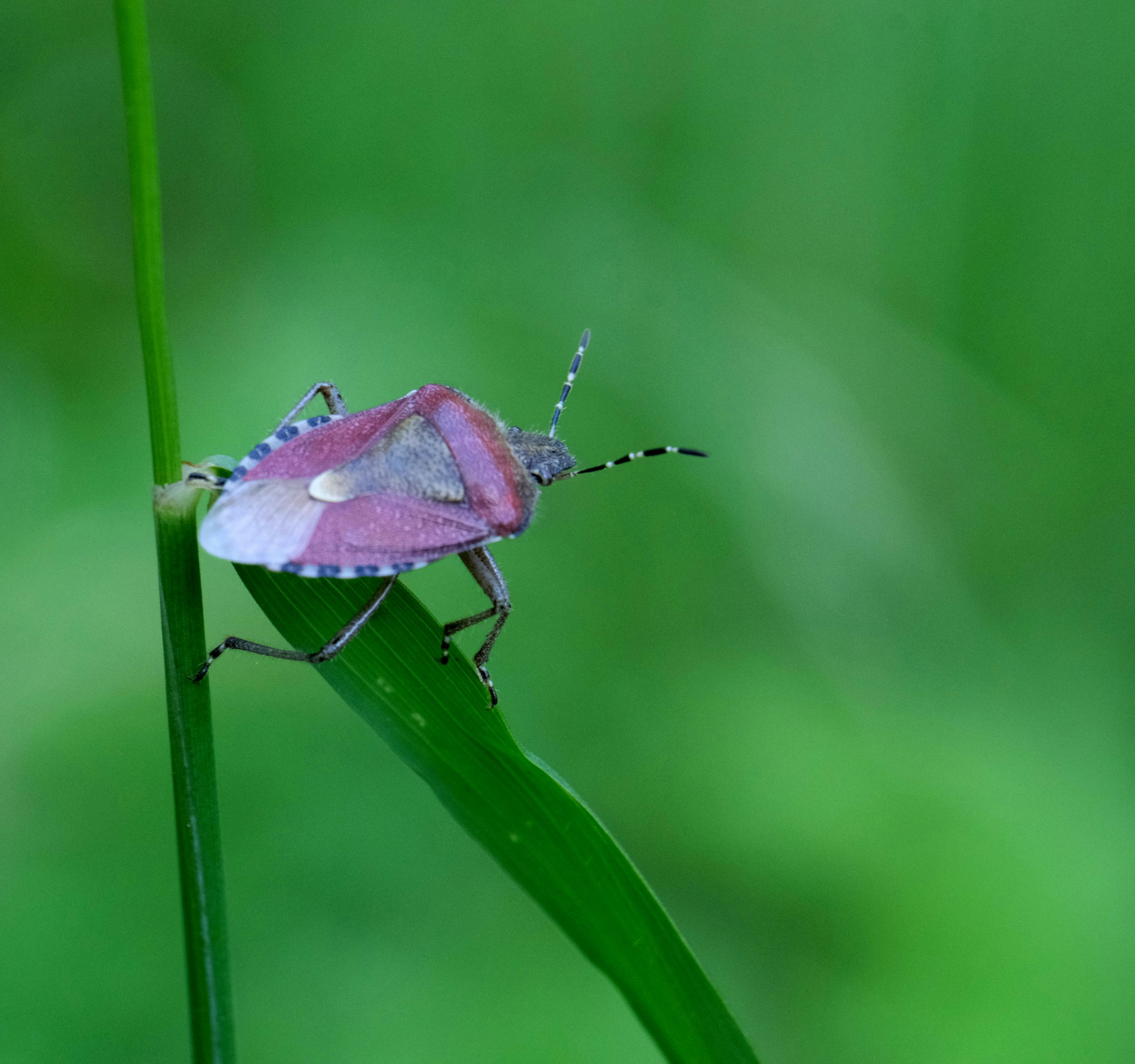 Green Yellow and Red Multicolored Insect in Close Up Photography · Free ...