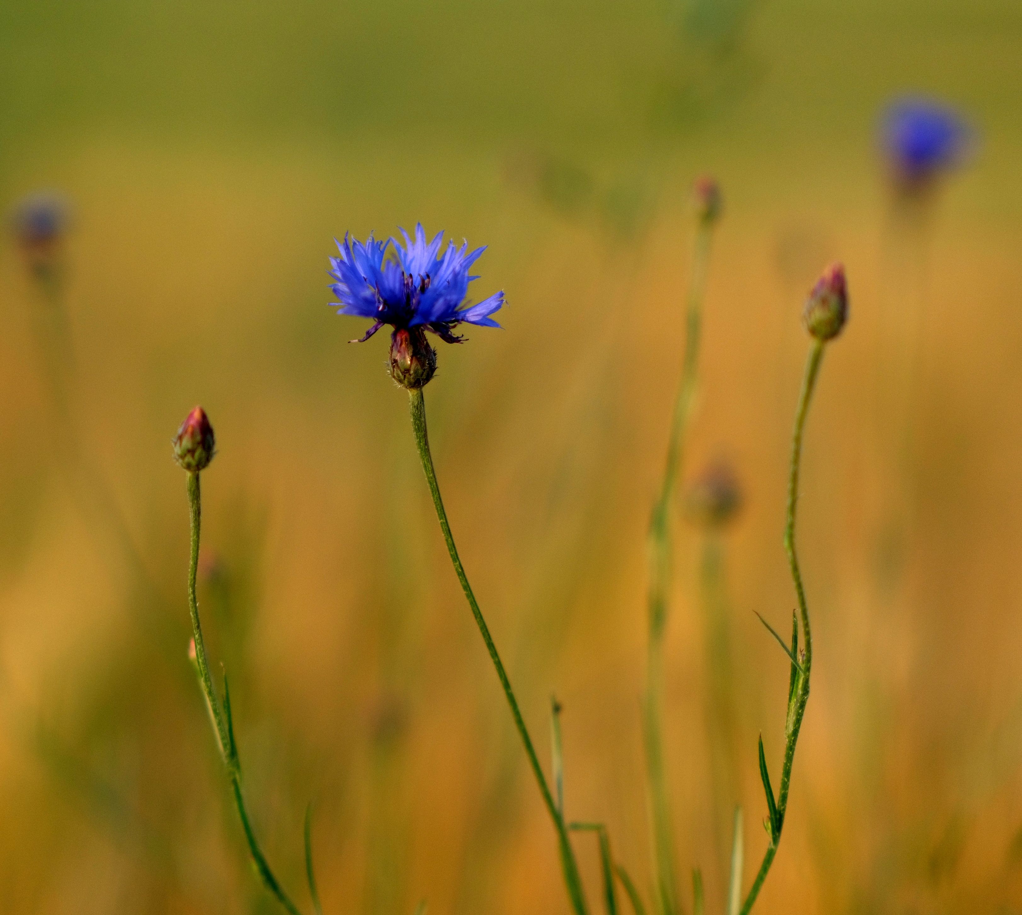 Vivid Cornflower Blooming in Summer Field · Free Stock Photo