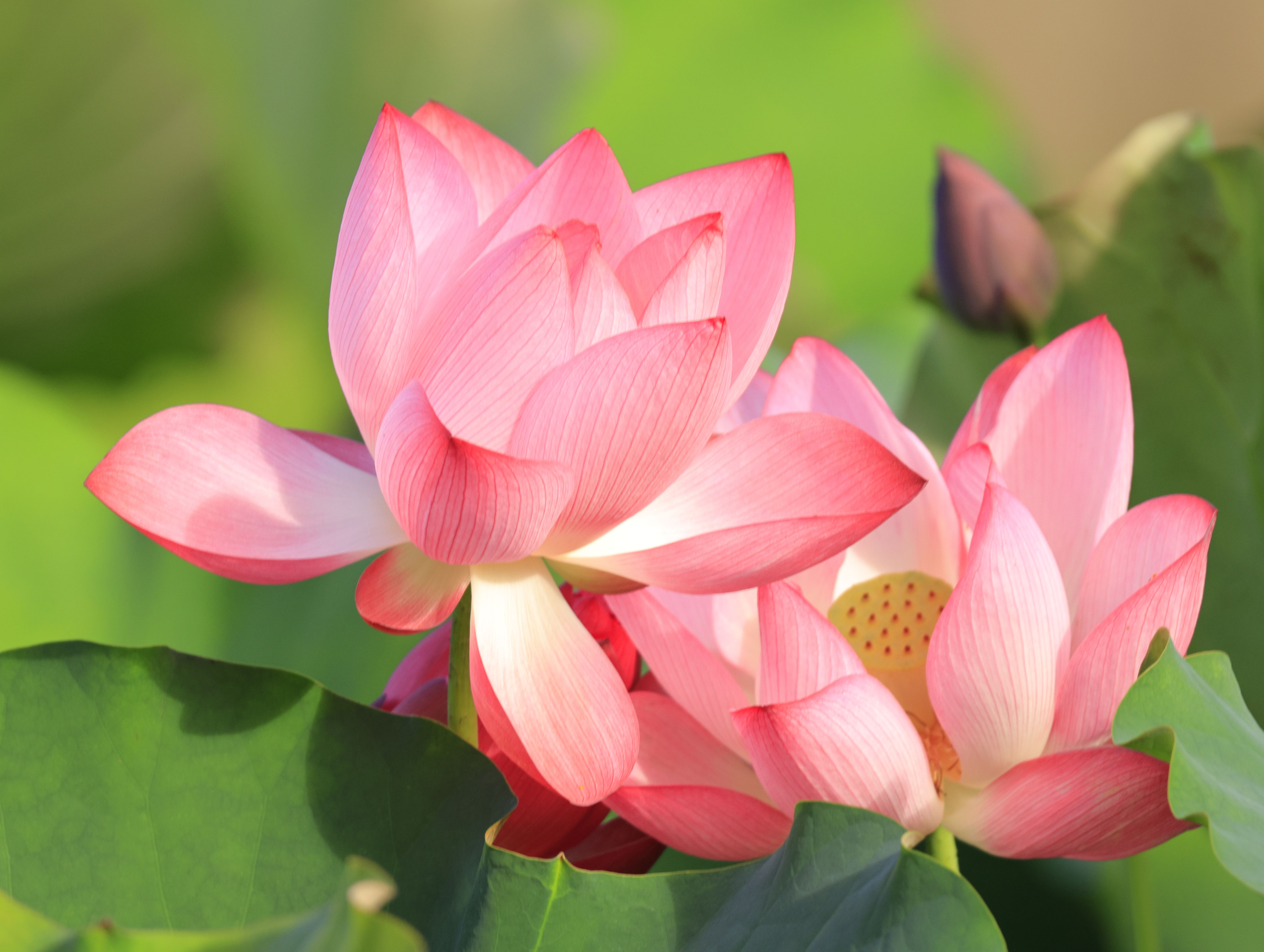 Vibrant Pink Lotus Blossoms in Sunlight · Free Stock Photo