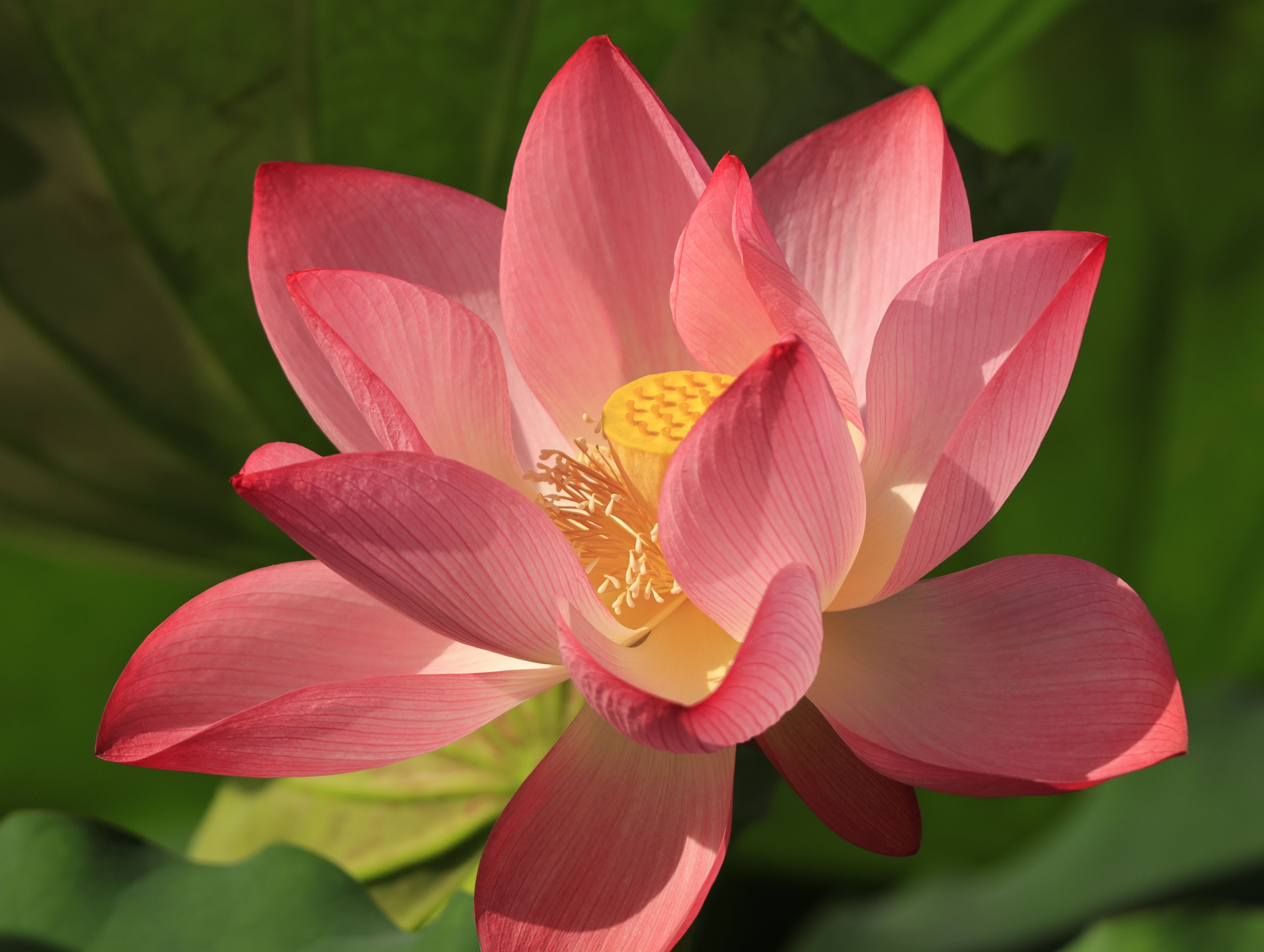 Vibrant Pink Lotus Flower in Full Bloom · Free Stock Photo