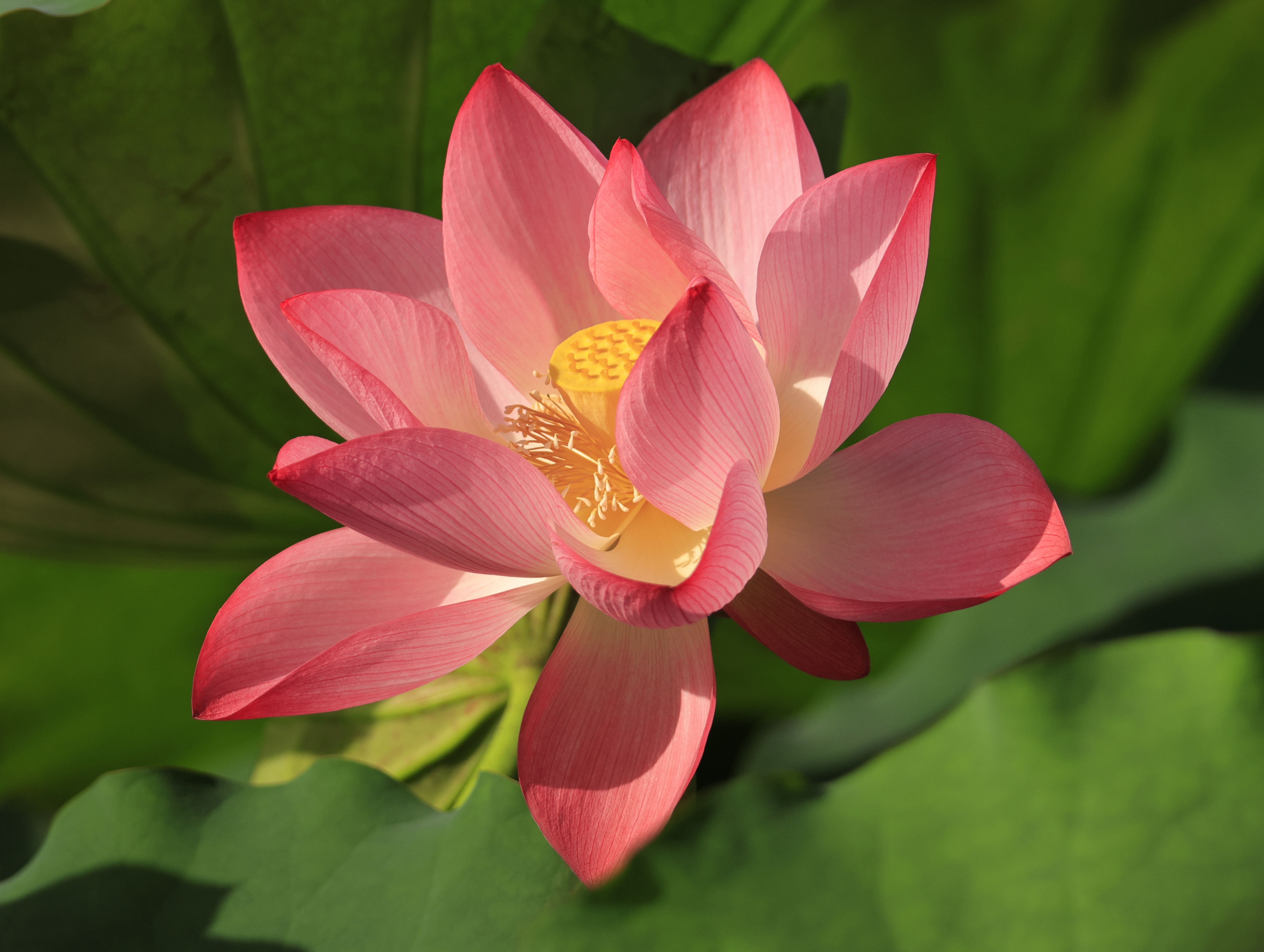 10,000+ Best Lotus Photos · 100% Free Download · Pexels Stock Photos