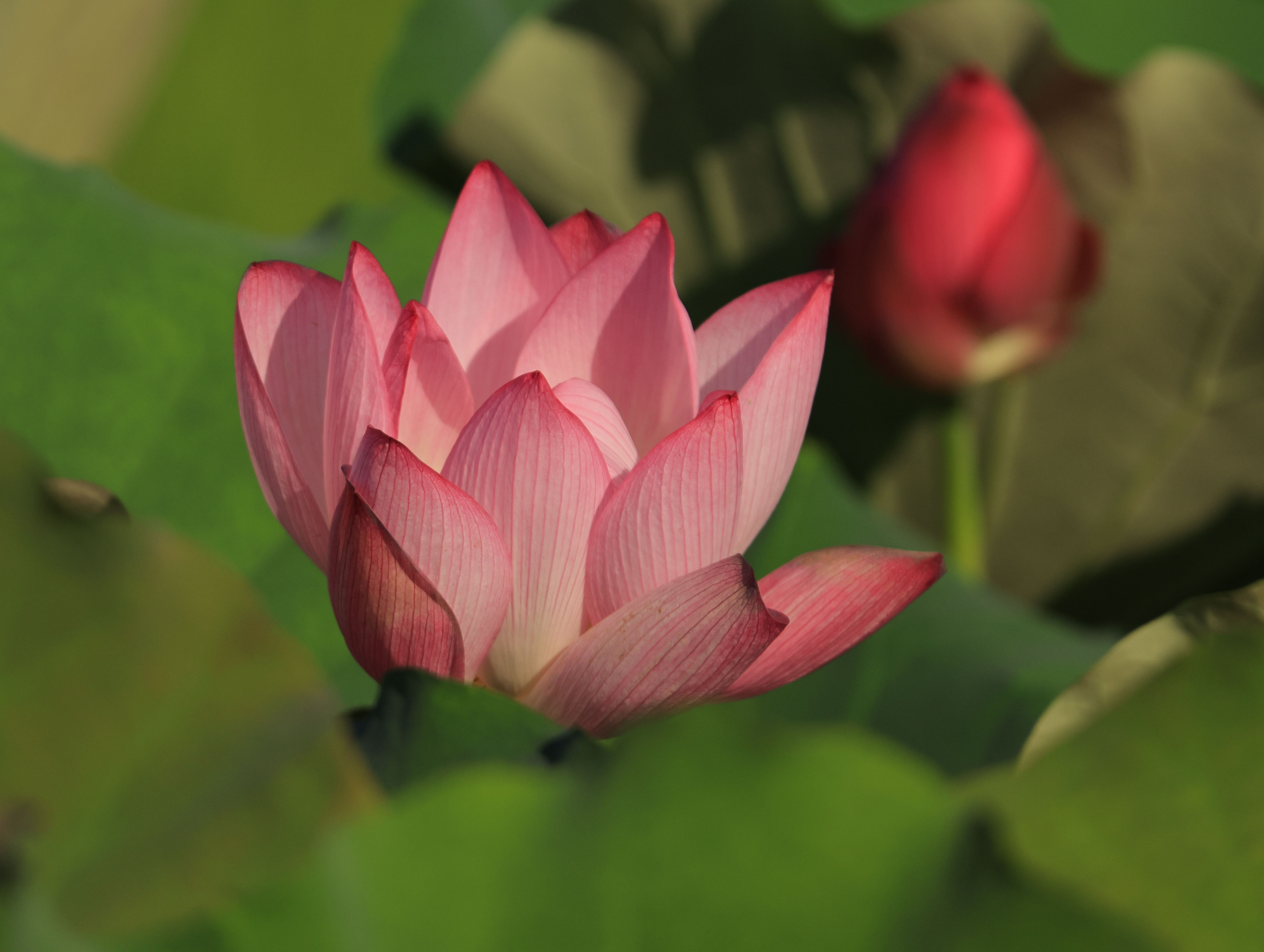 Bloom Nasa Photos, Download The BEST Free Bloom Nasa Stock Photos & HD ...