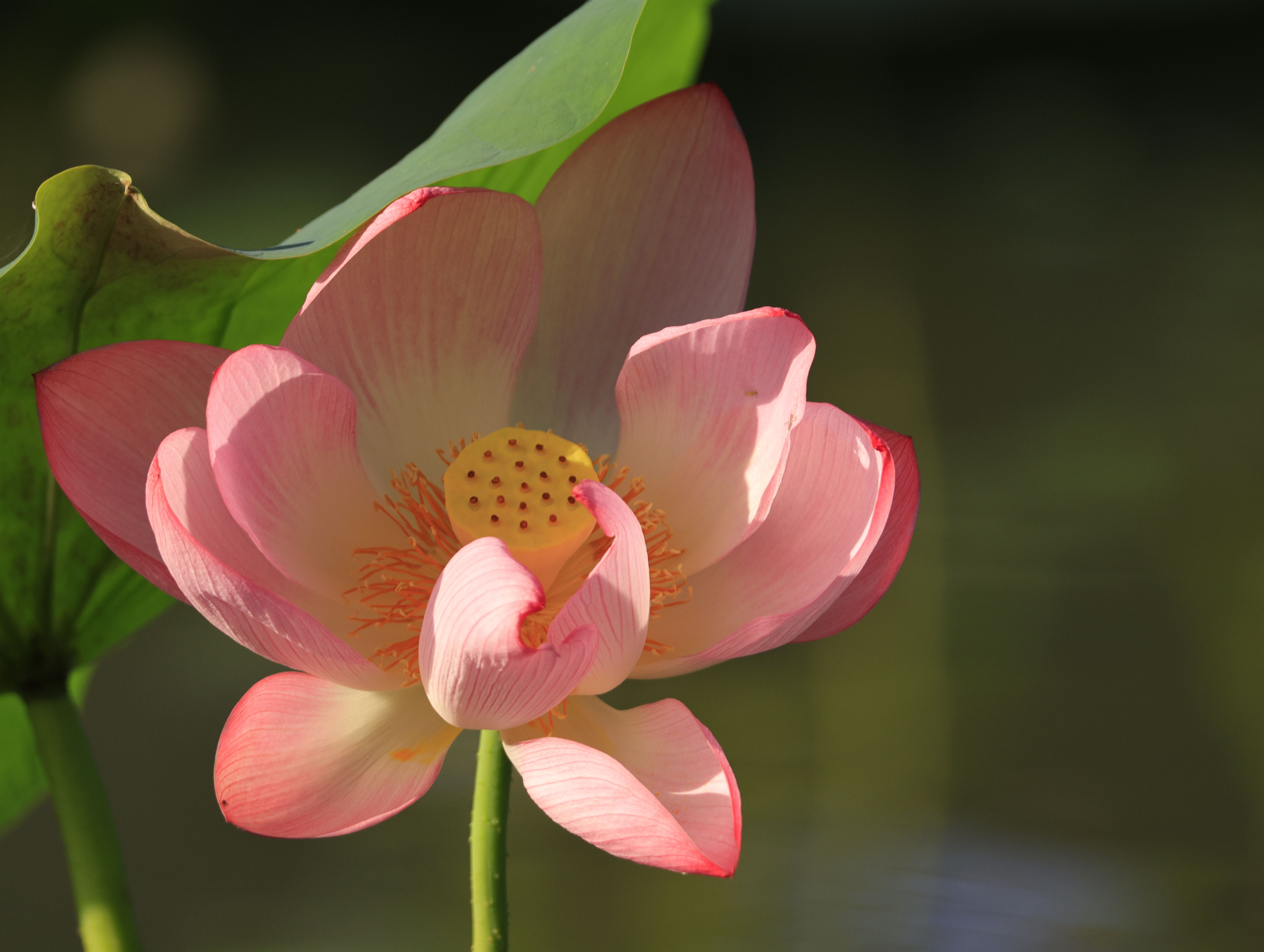 Exquisite Pink Lotus Flower in Natural Light · Free Stock Photo
