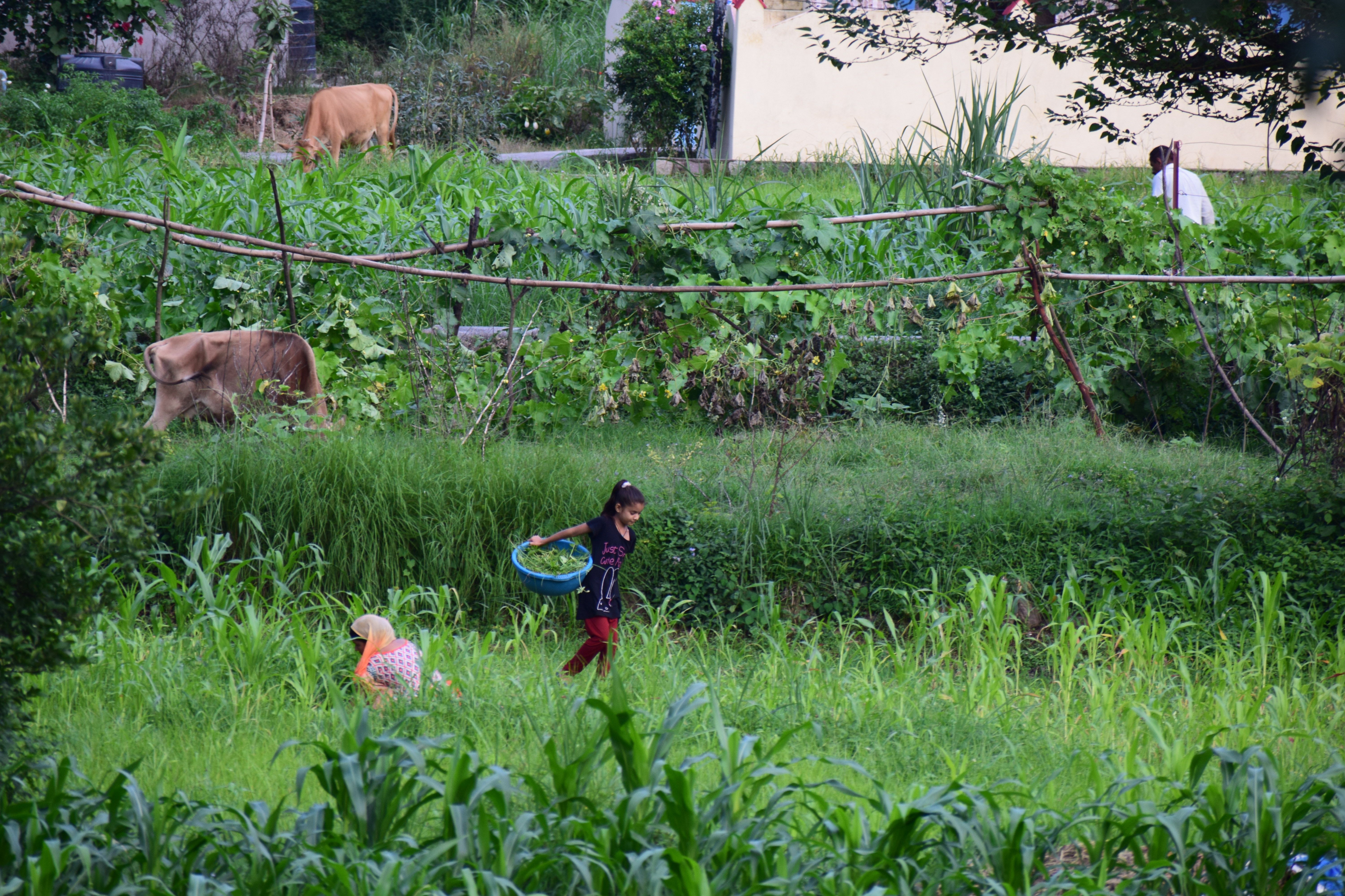 Children and Cows in a Lush Green Farm · Free Stock Photo
