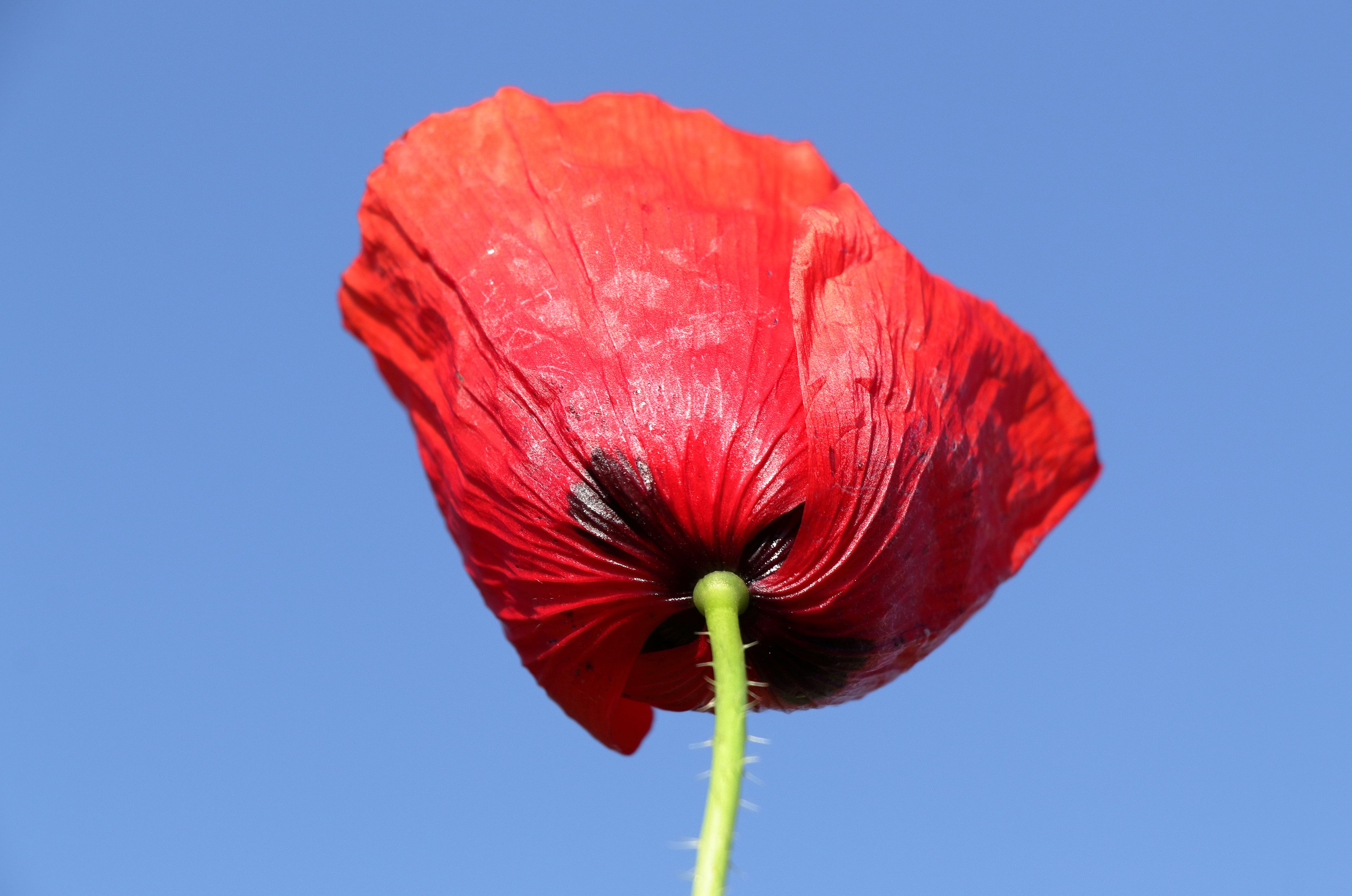 Vibrant Red Poppy Against Clear Blue Sky · Free Stock Photo
