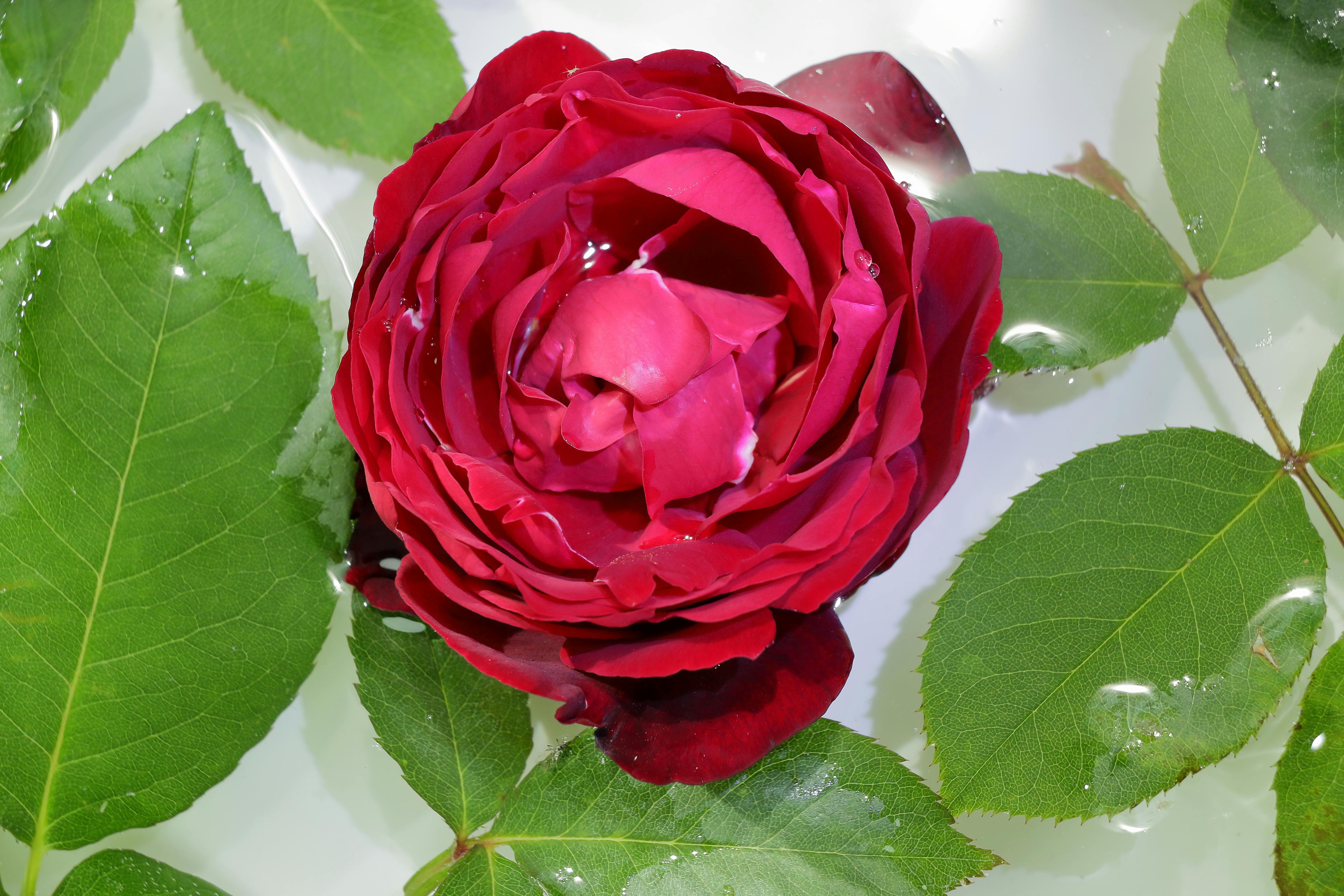 Flower Colouring Photos, Download The BEST Free Flower Colouring Stock ...