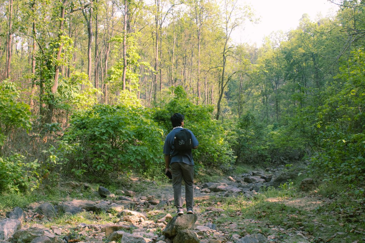 Forest Walk Photos, Download The BEST Free Forest Walk Stock Photos ...