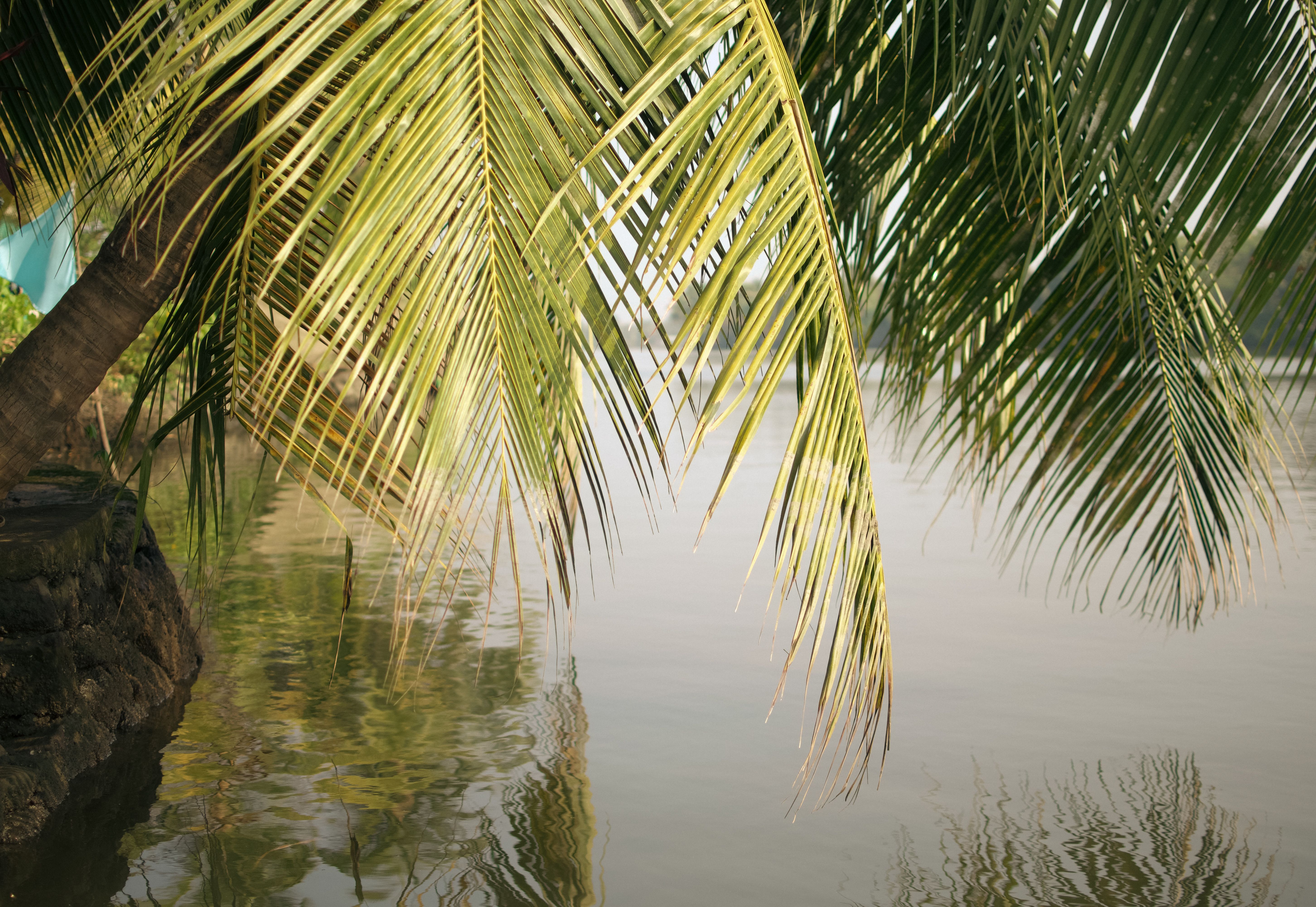 Tropical Palm Tree Reflection by Riverside · Free Stock Photo