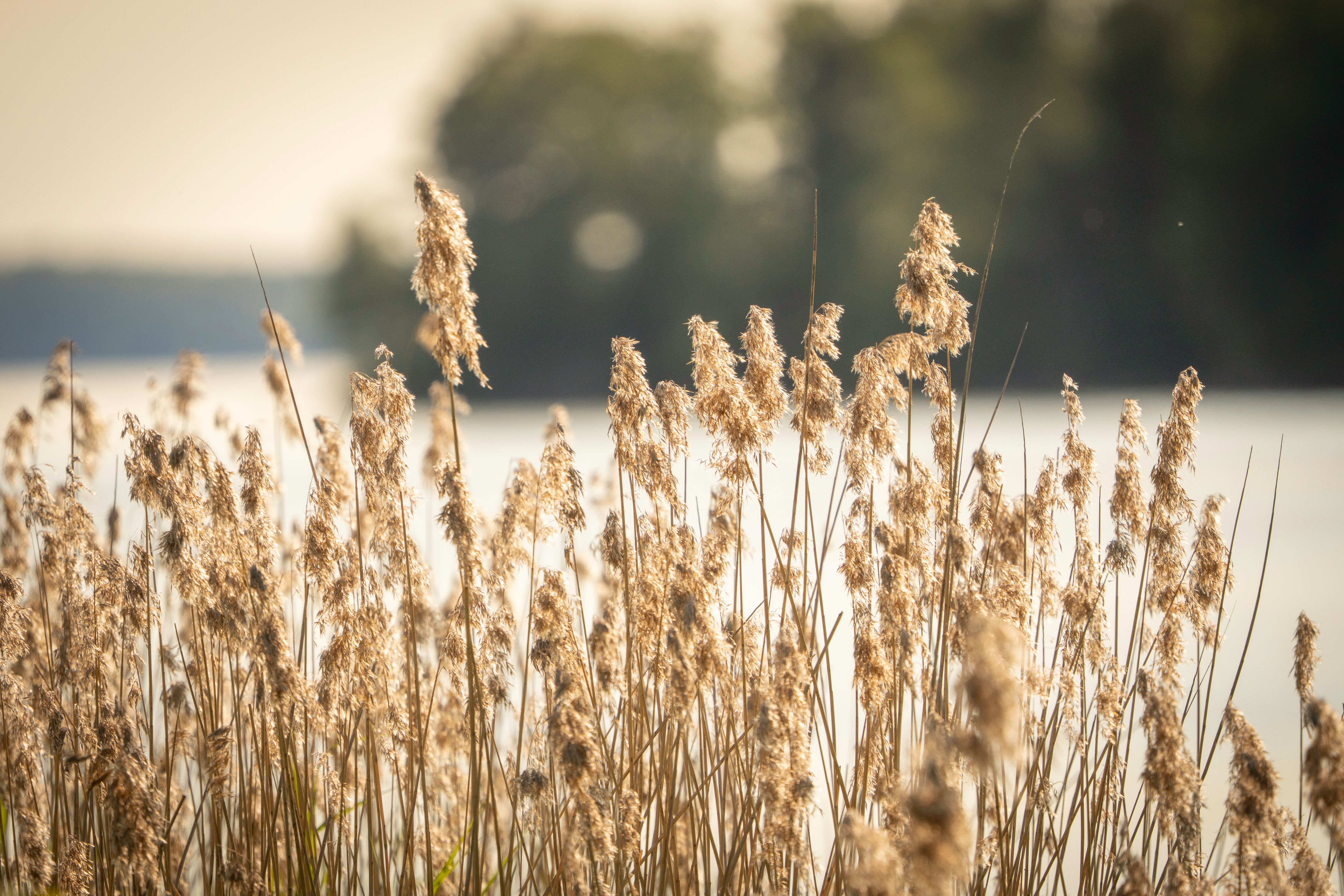 Filed Of Reeds Photos, Download The BEST Free Filed Of Reeds Stock ...