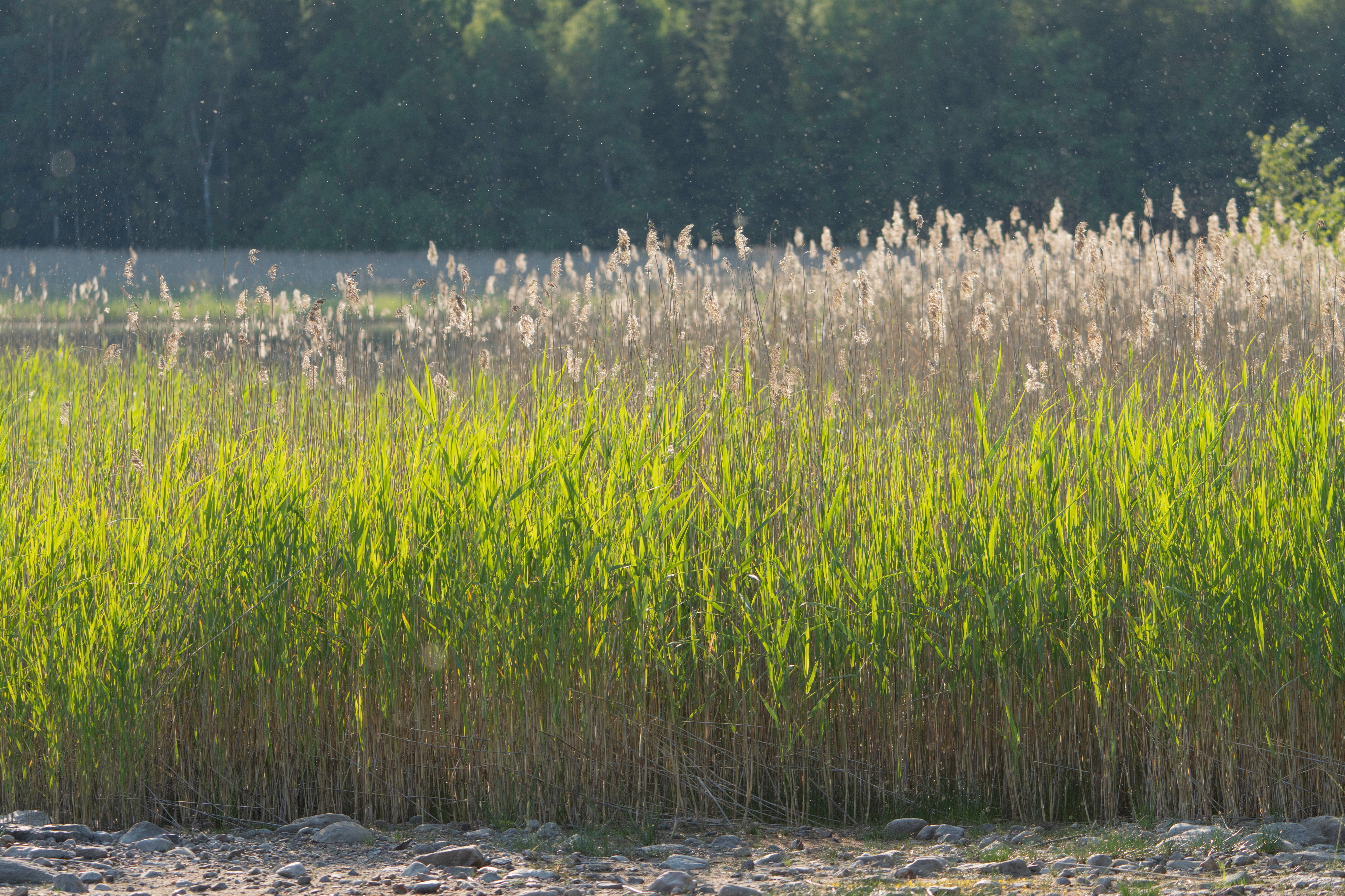 Lush Green Reeds by a Peaceful Waterside · Free Stock Photo