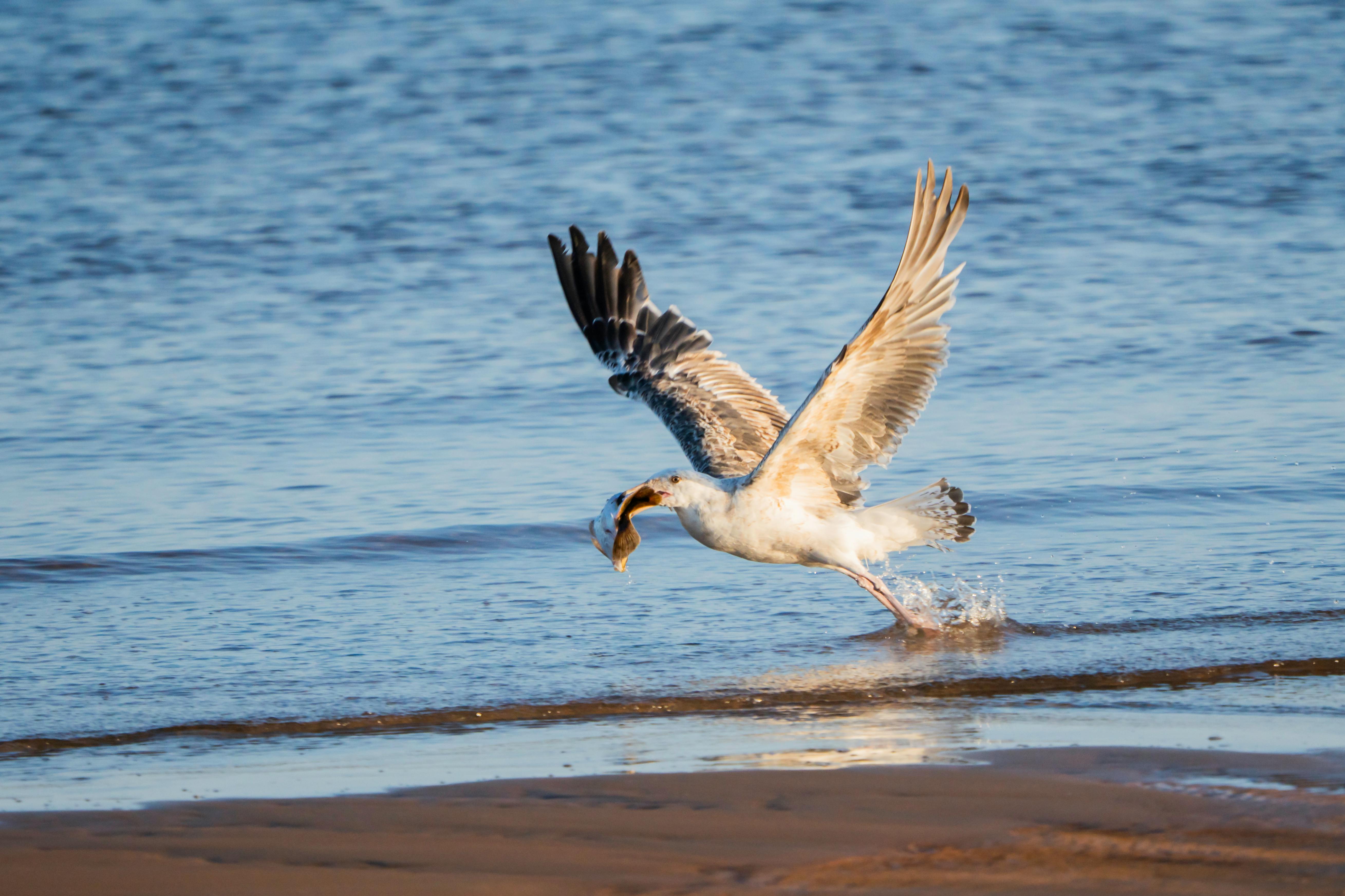 Seagull Catching Fish in Flight Over Ocean Waves · Free Stock Photo