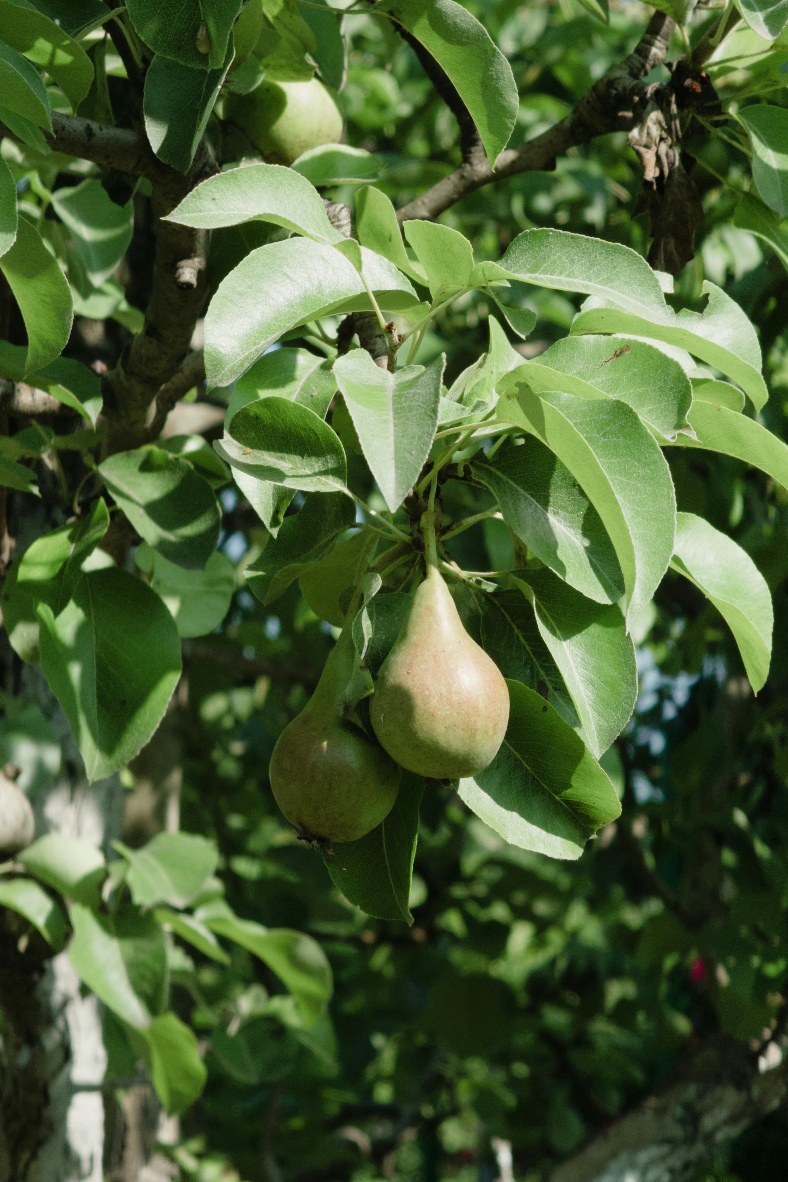 No Pear Pictograms Photos, Download The BEST Free No Pear Pictograms ...