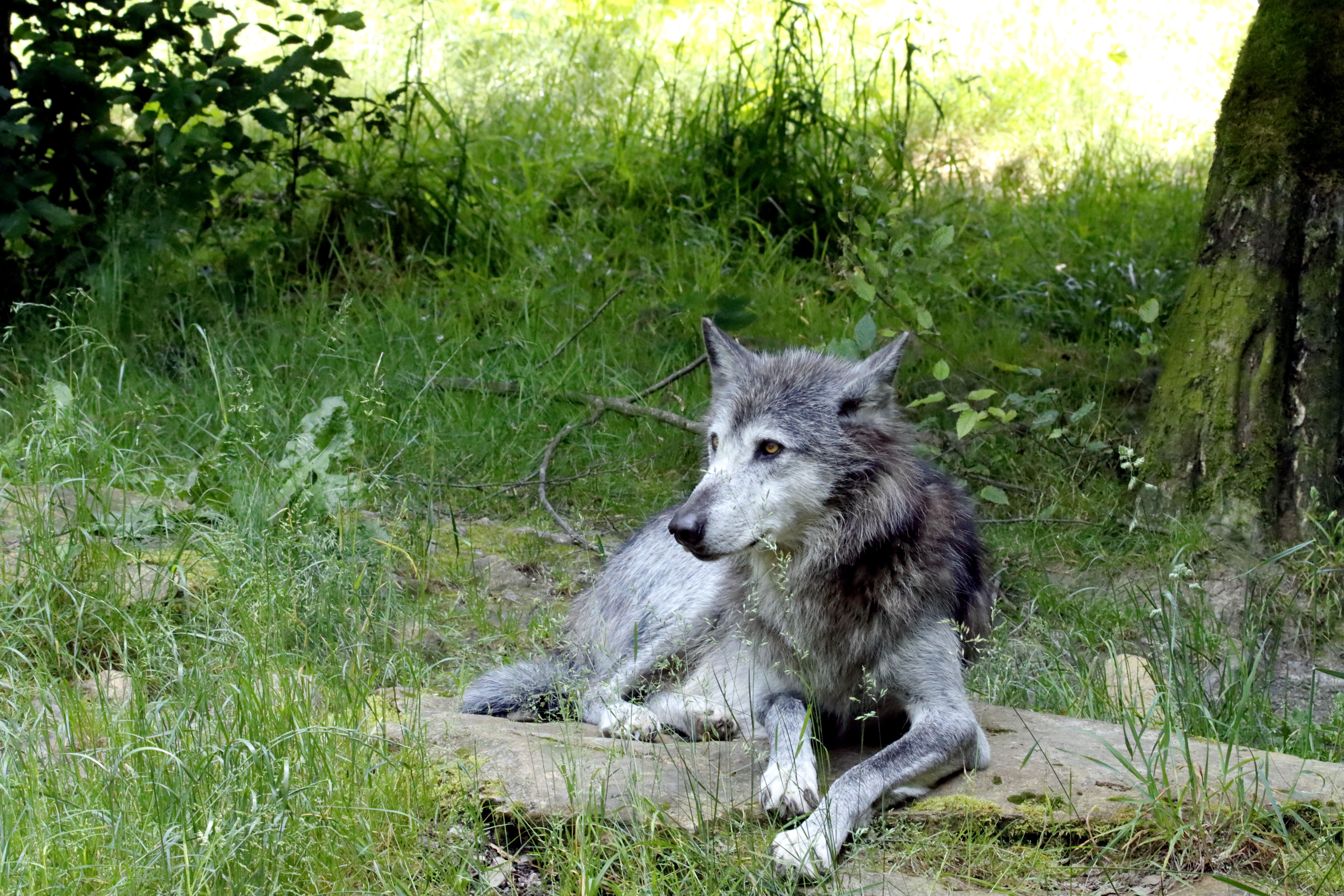 Majestic Gray Wolf Resting in the Forest · Free Stock Photo