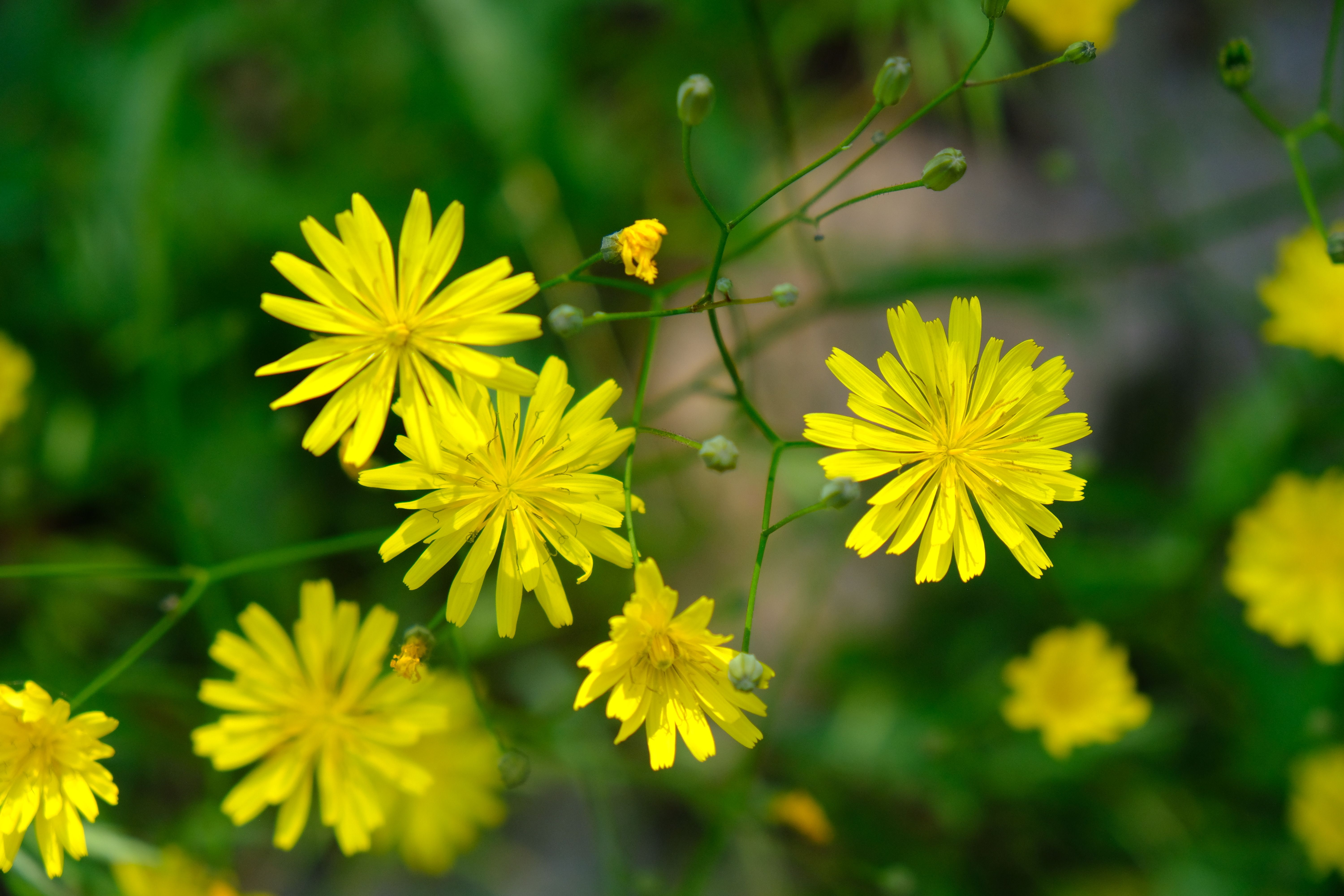 Vibrant Yellow Wildflowers Blooming Outdoors · Free Stock Photo