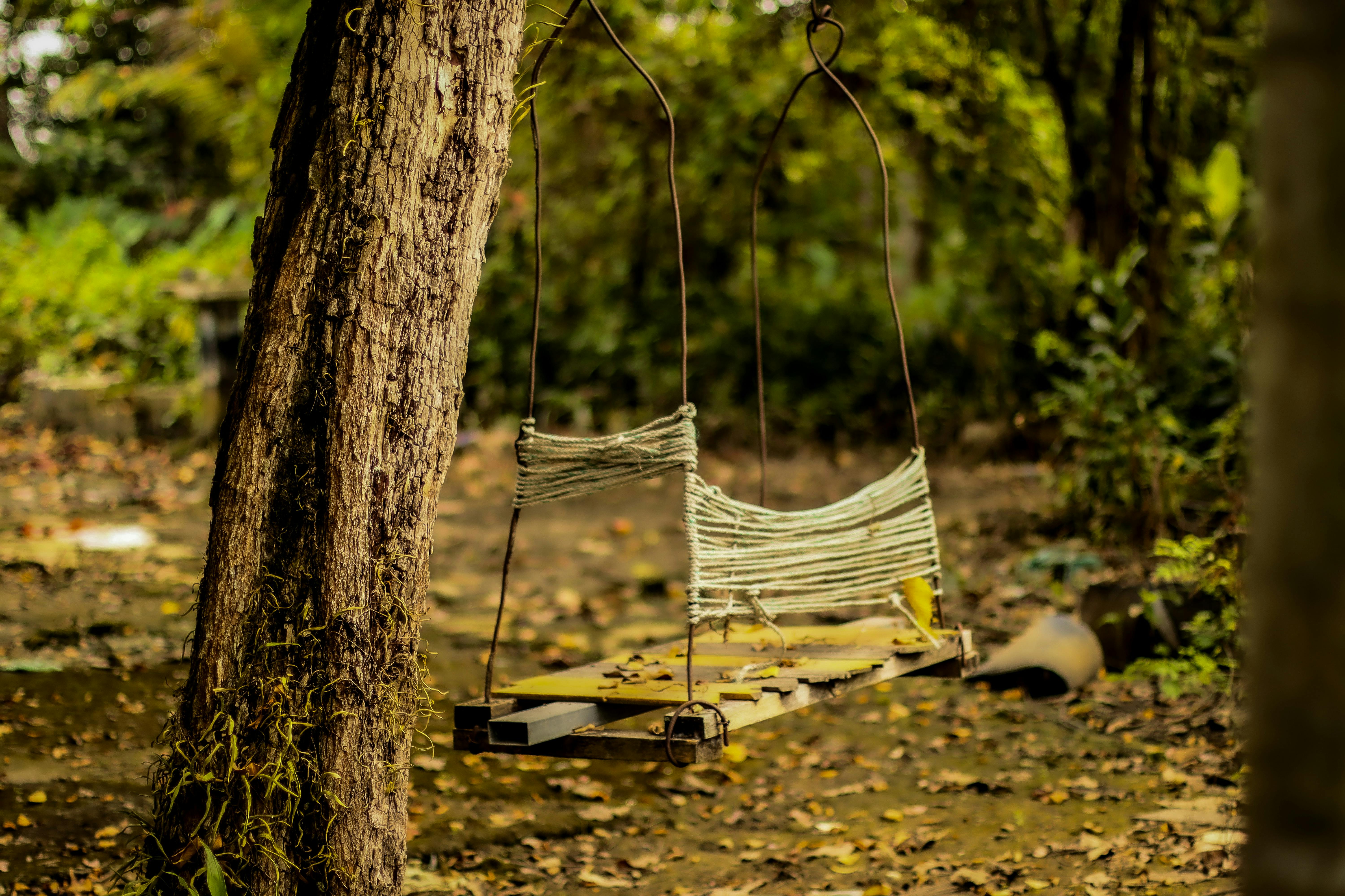 Rustic Rope Swing Hanging from Tree in Forest · Free Stock Photo