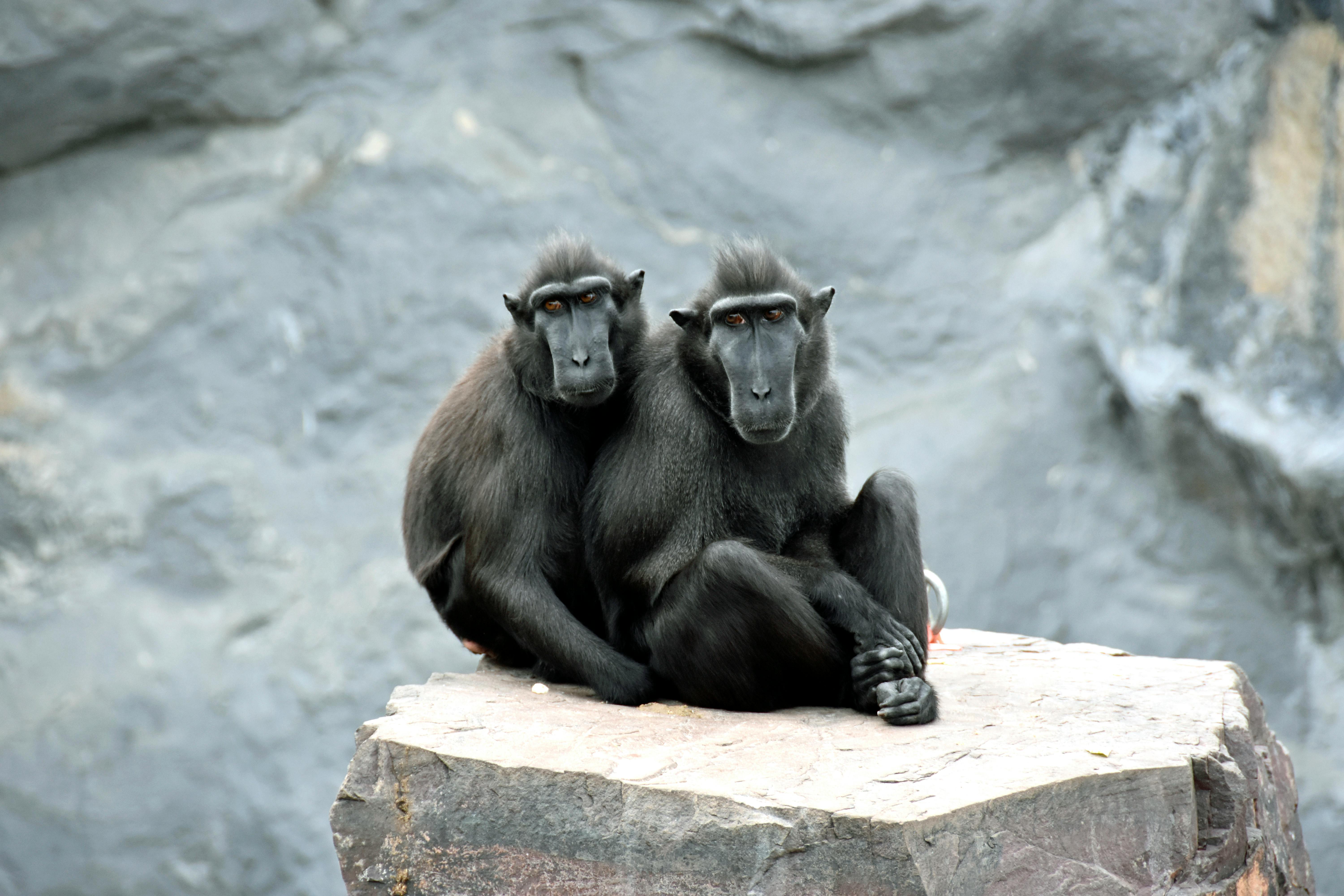 Hairy+Scroller Photos, Download The BEST Free Hairy+Scroller Stock ...