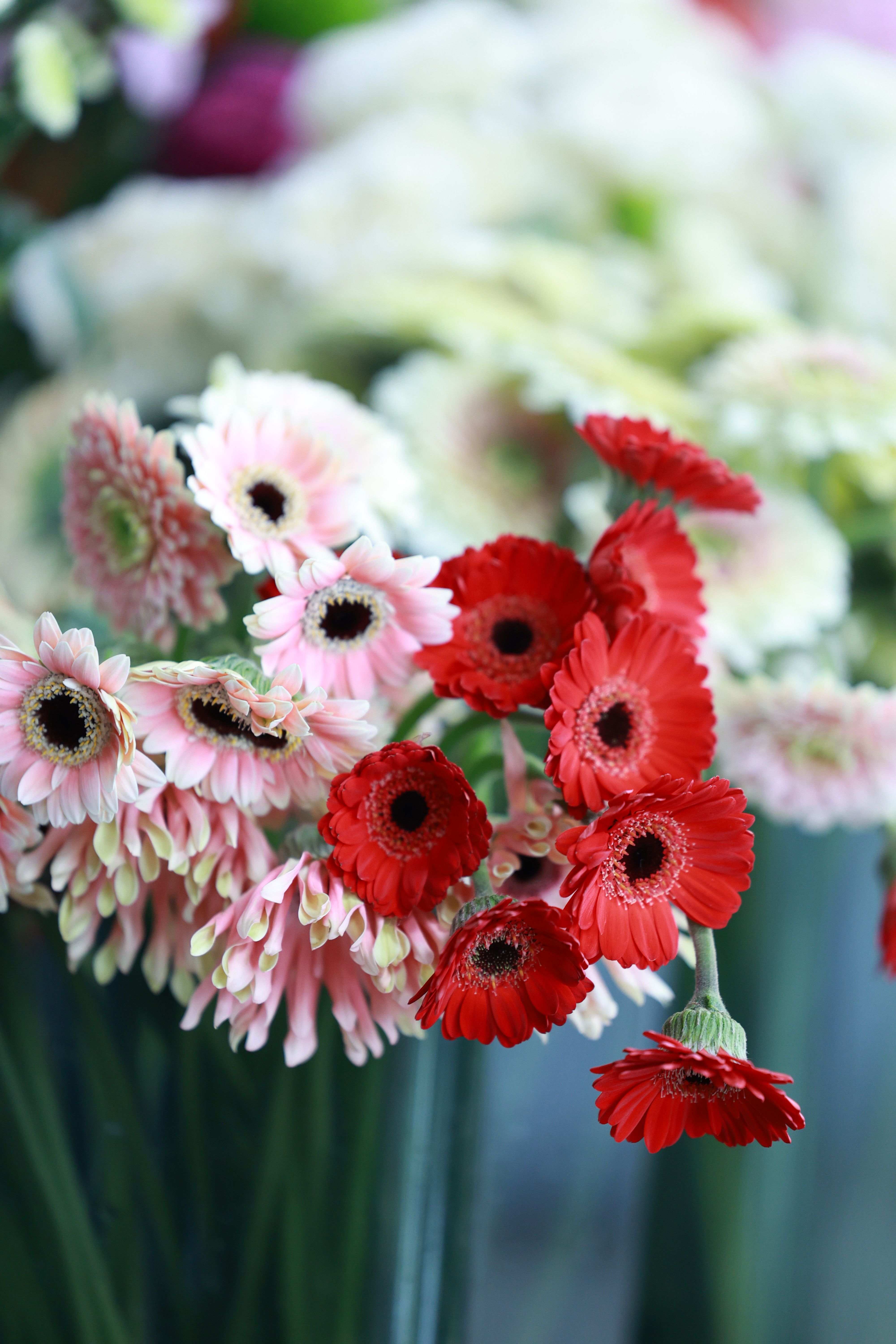 Bouquet of Red Gerbera Flowers · Free Stock Photo