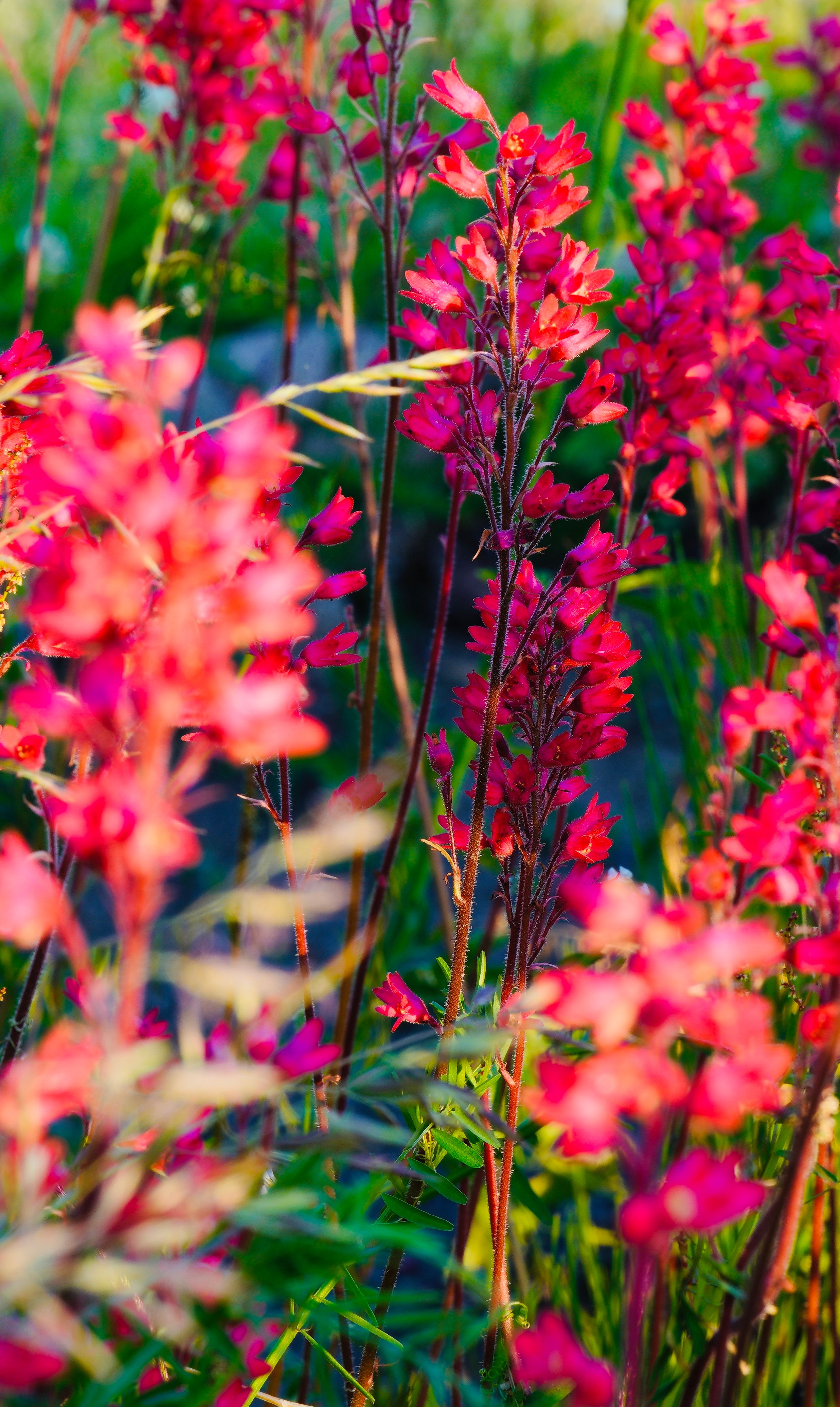 Vibrant Close-Up of Red Wildflowers at Sunrise · Free Stock Photo