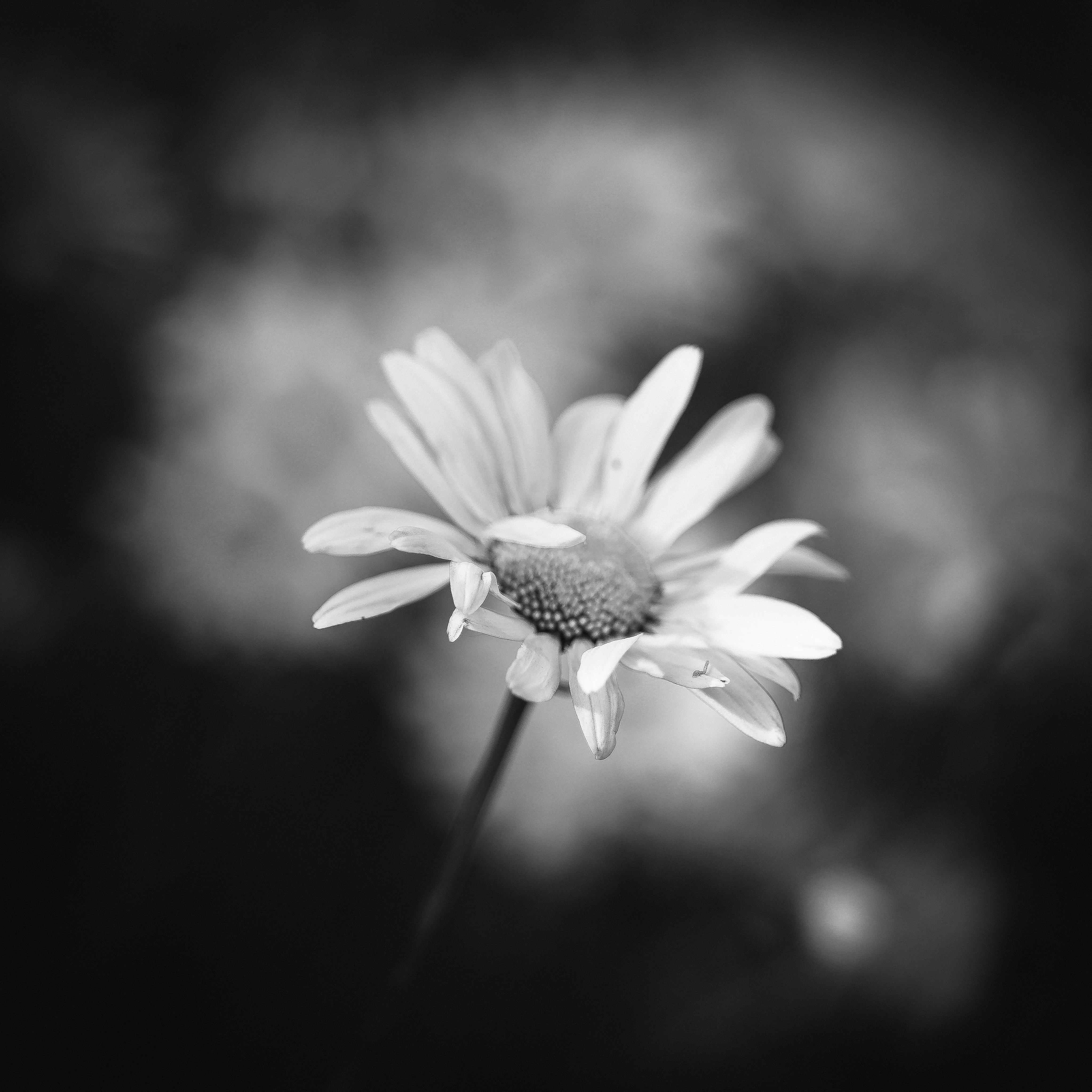 Background Contrast Photos, Download The BEST Free Background Contrast ...