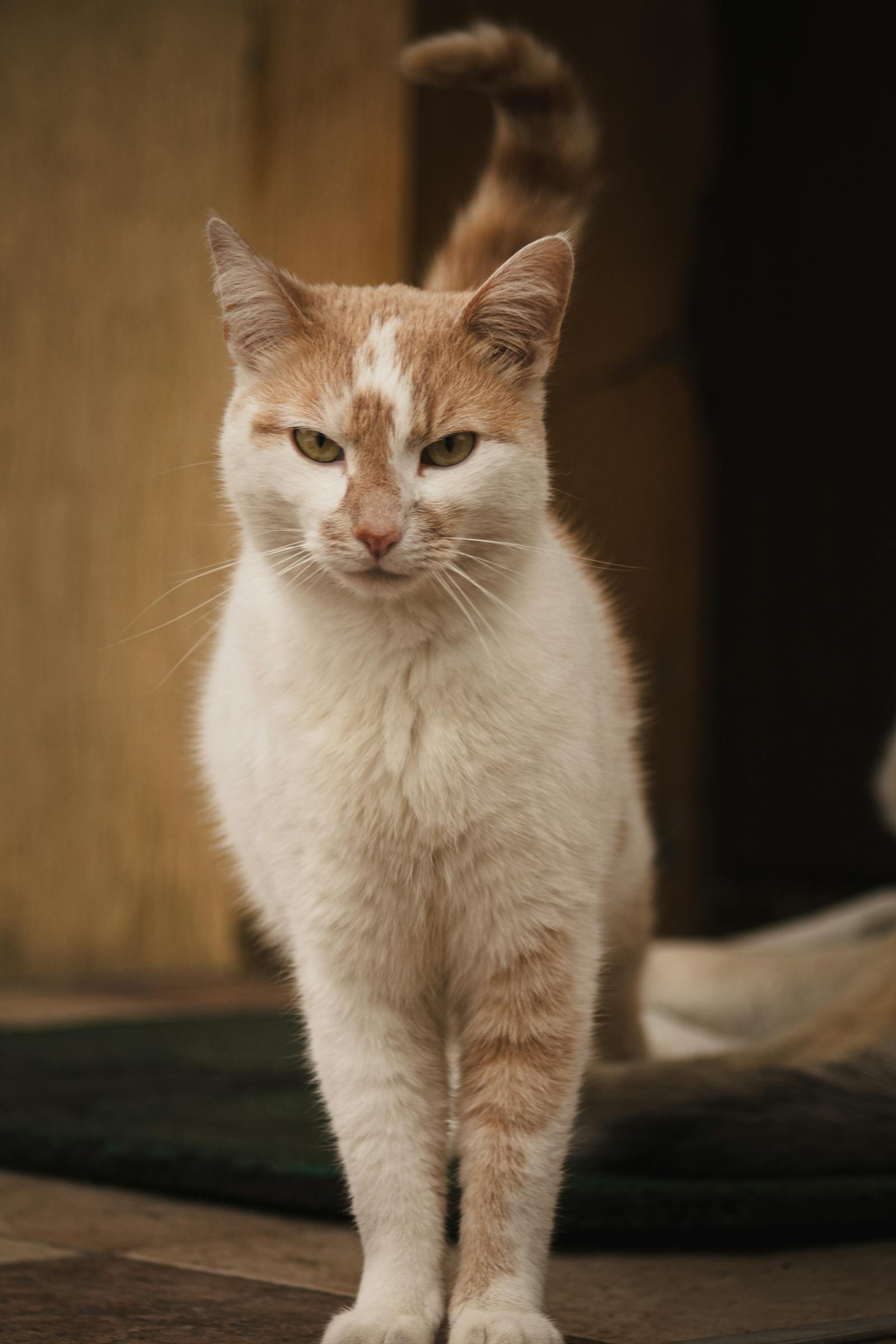 Freaky Cat Photos, Download The BEST Free Freaky Cat Stock Photos & HD ...