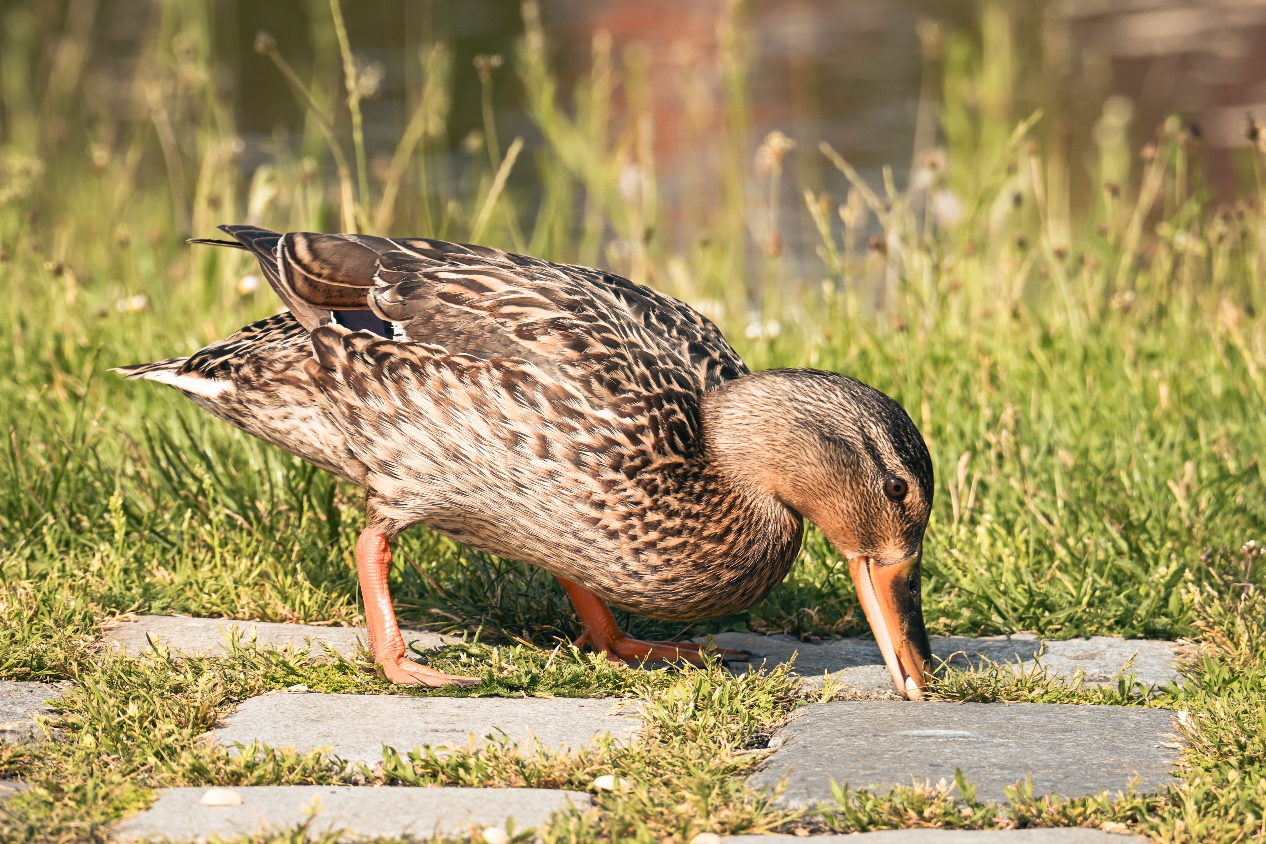 Close-Up of a Female Mallard Duck Searching for Food · Free Stock Photo