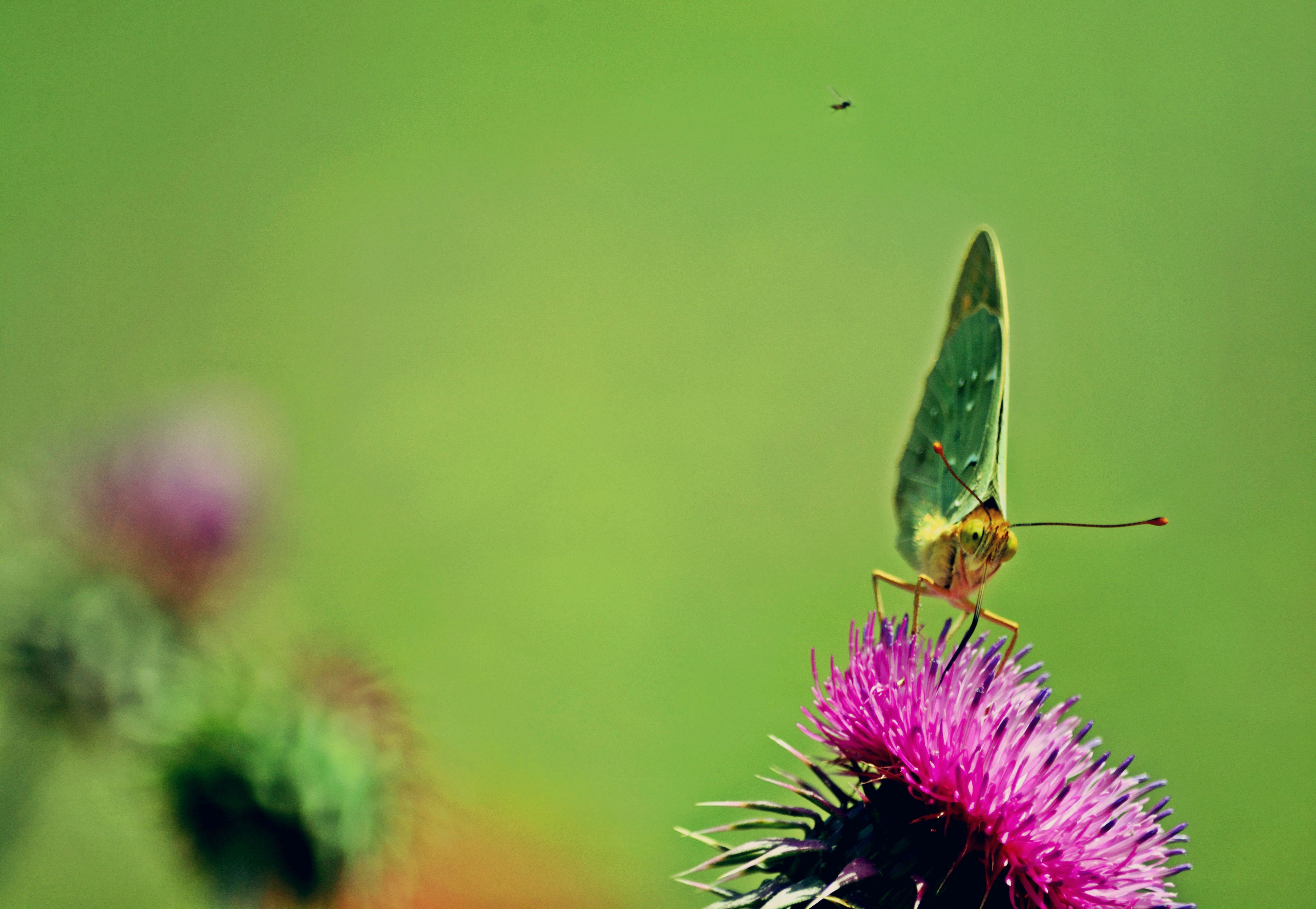 Przepis Doga Photos, Download The BEST Free Przepis Doga Stock Photos ...