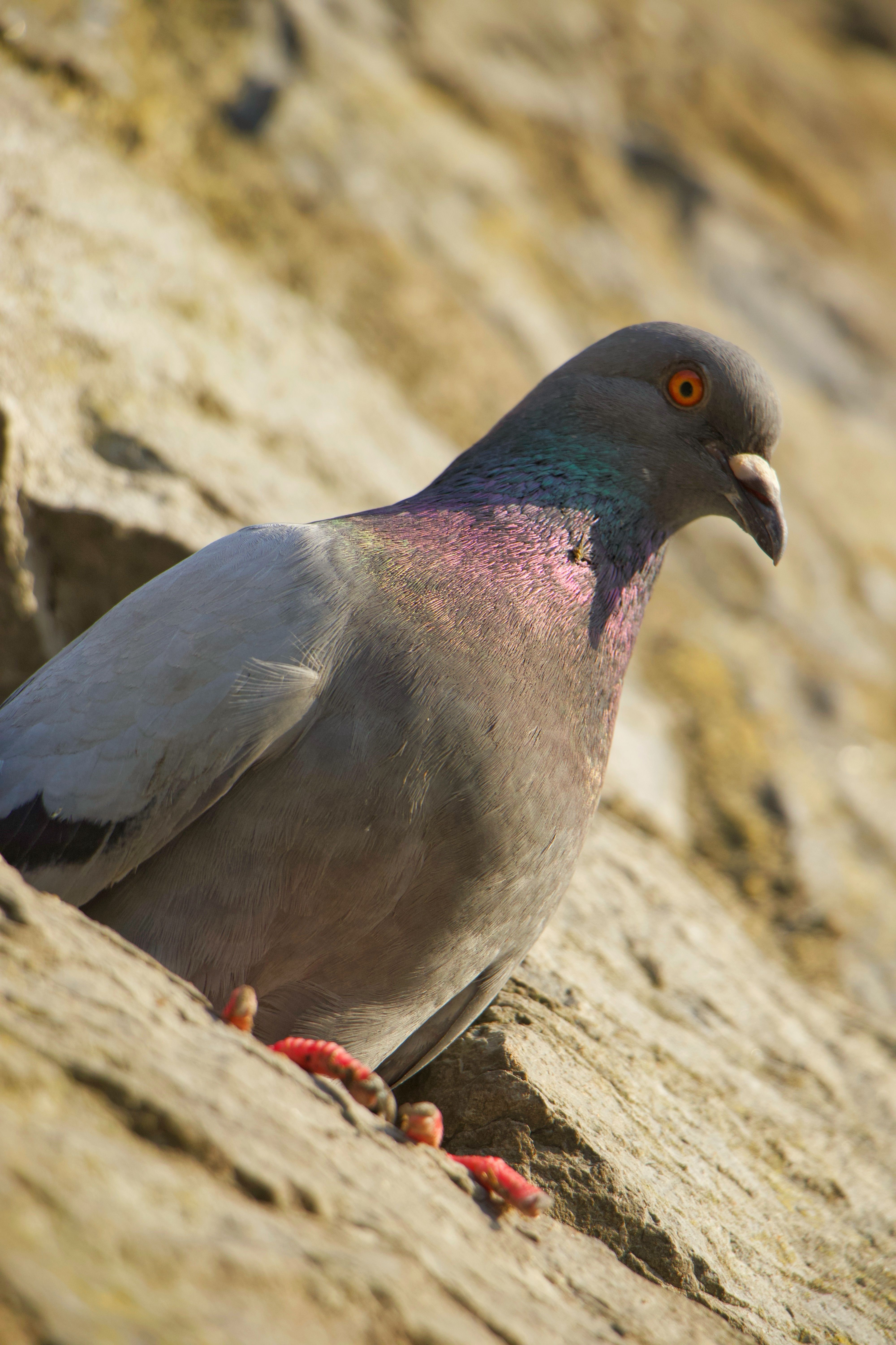 Pigeon Eyes Photos, Download The BEST Free Pigeon Eyes Stock Photos ...