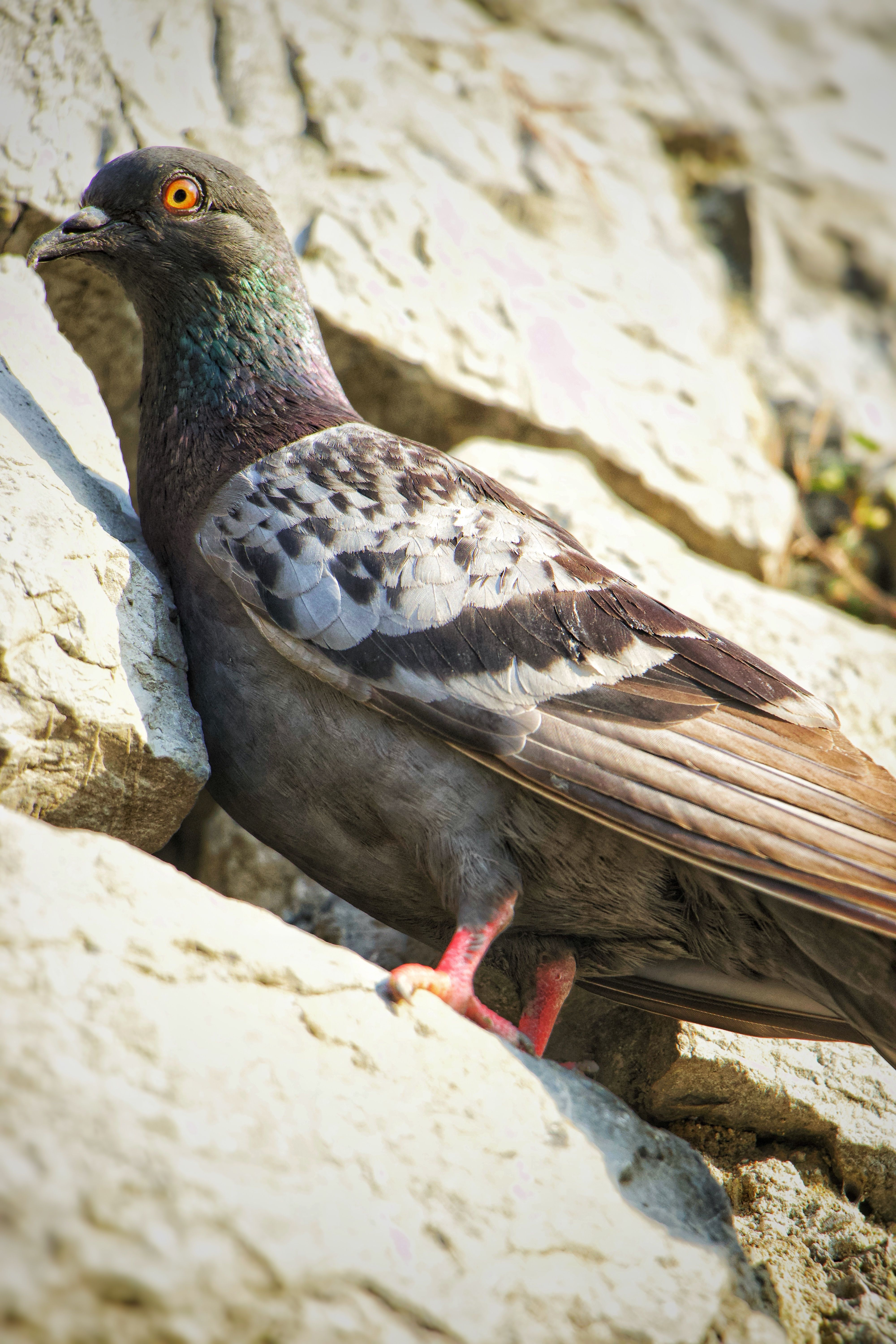 Close-up of Pigeon on Rocky Surface Outdoors · Free Stock Photo