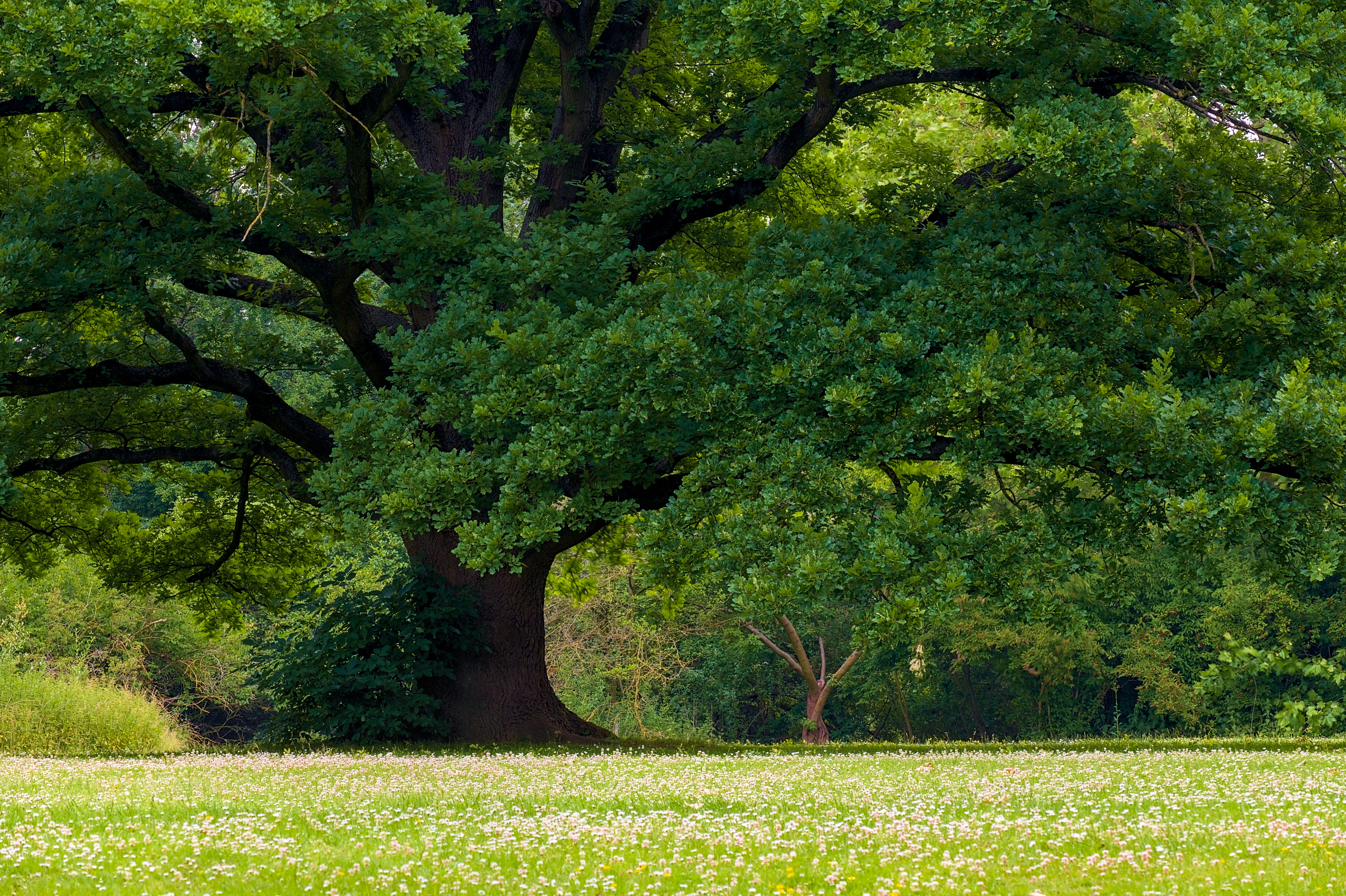 Large Live Oak Tree Photos, Download The BEST Free Large Live Oak Tree ...