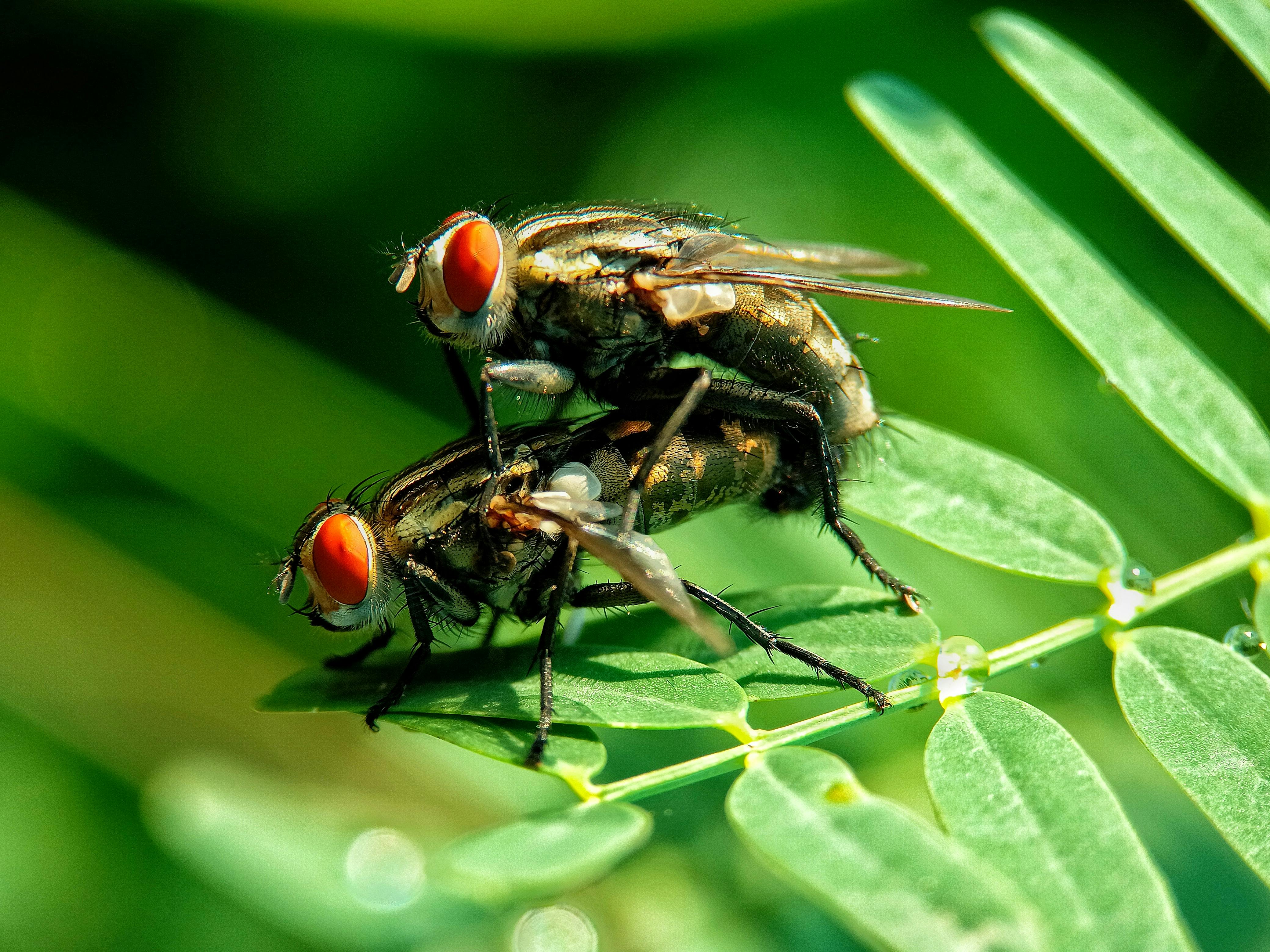 Tiny+Models+Princess Photos, Download The BEST Free Tiny+Models ...