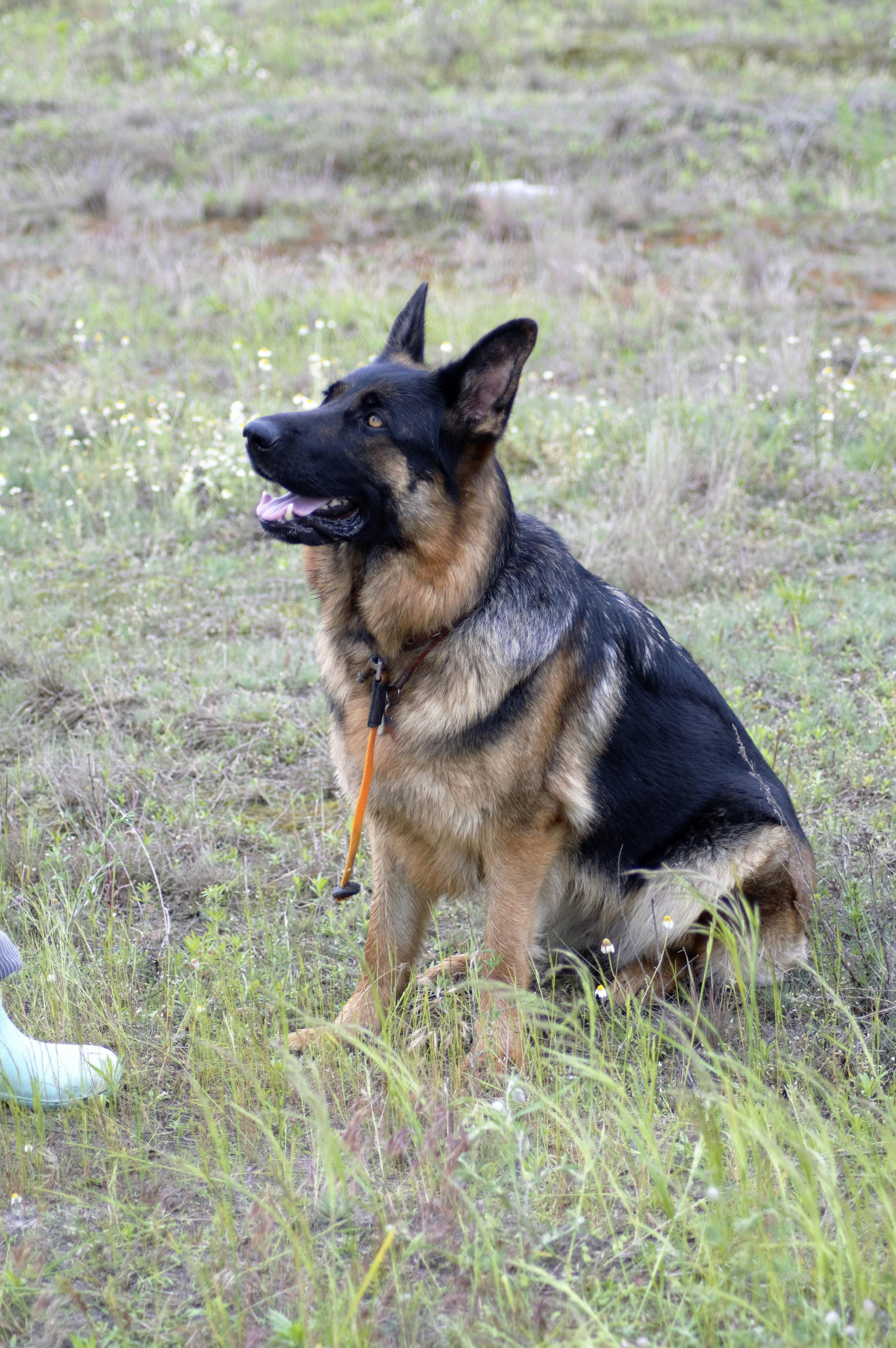 Dog Watchful Photos, Download The BEST Free Dog Watchful Stock Photos ...