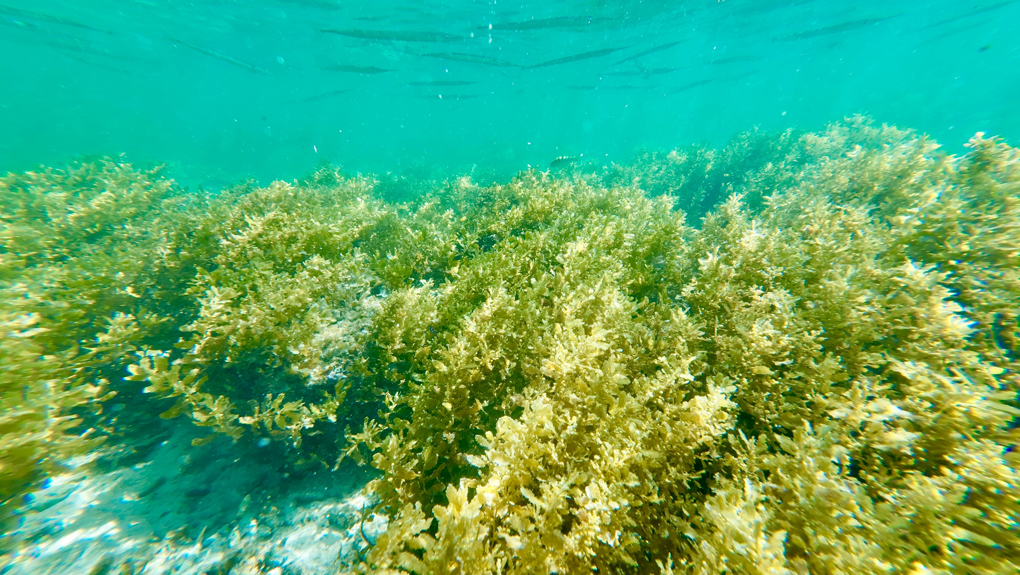 Underwater View of Vibrant Seaweed Bed · Free Stock Photo