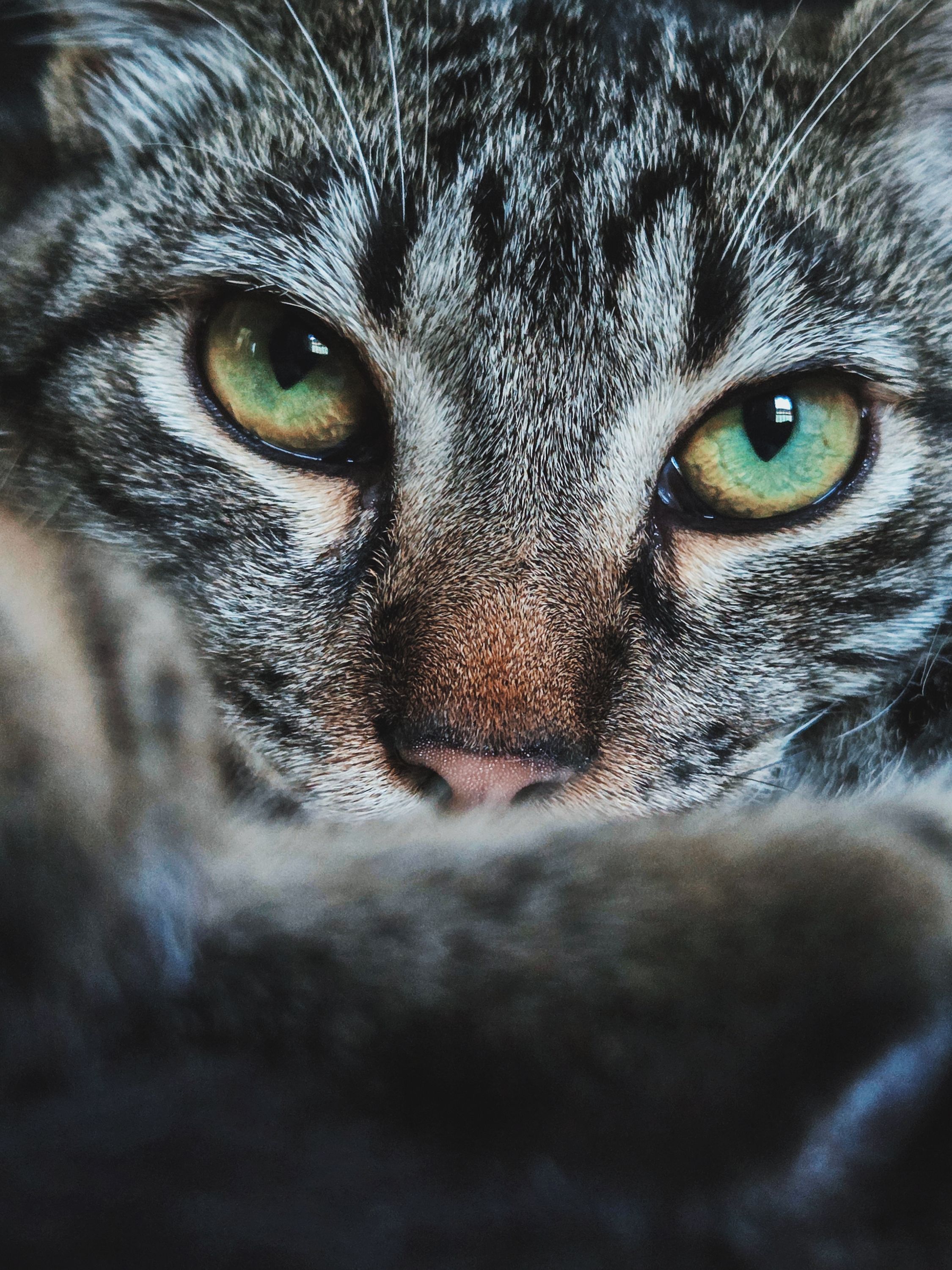 Close-Up of a Tabby Cat with Green Eyes · Free Stock Photo