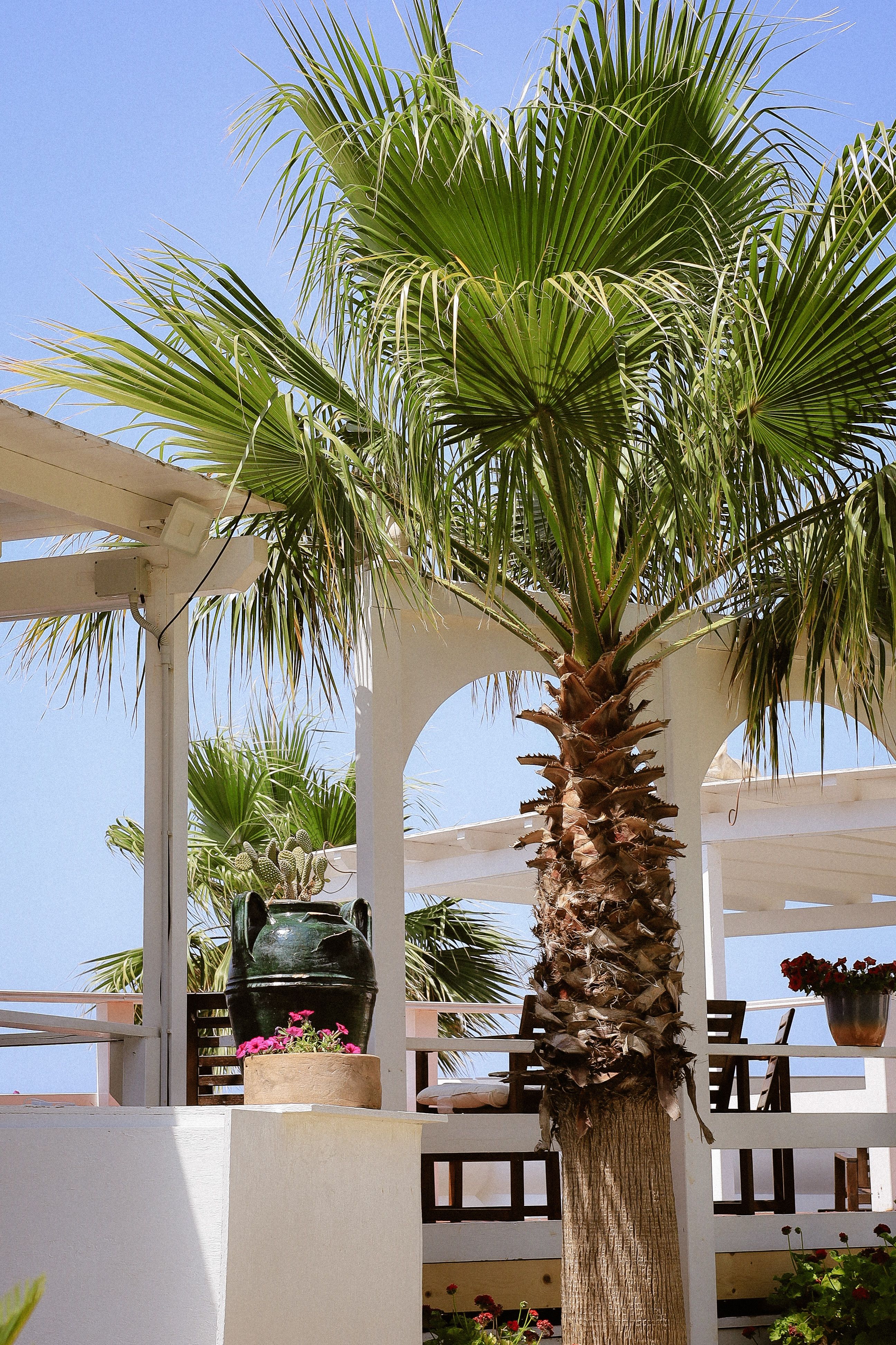 Palmera Tropical En Un Patio Soleado · Foto de stock gratuita