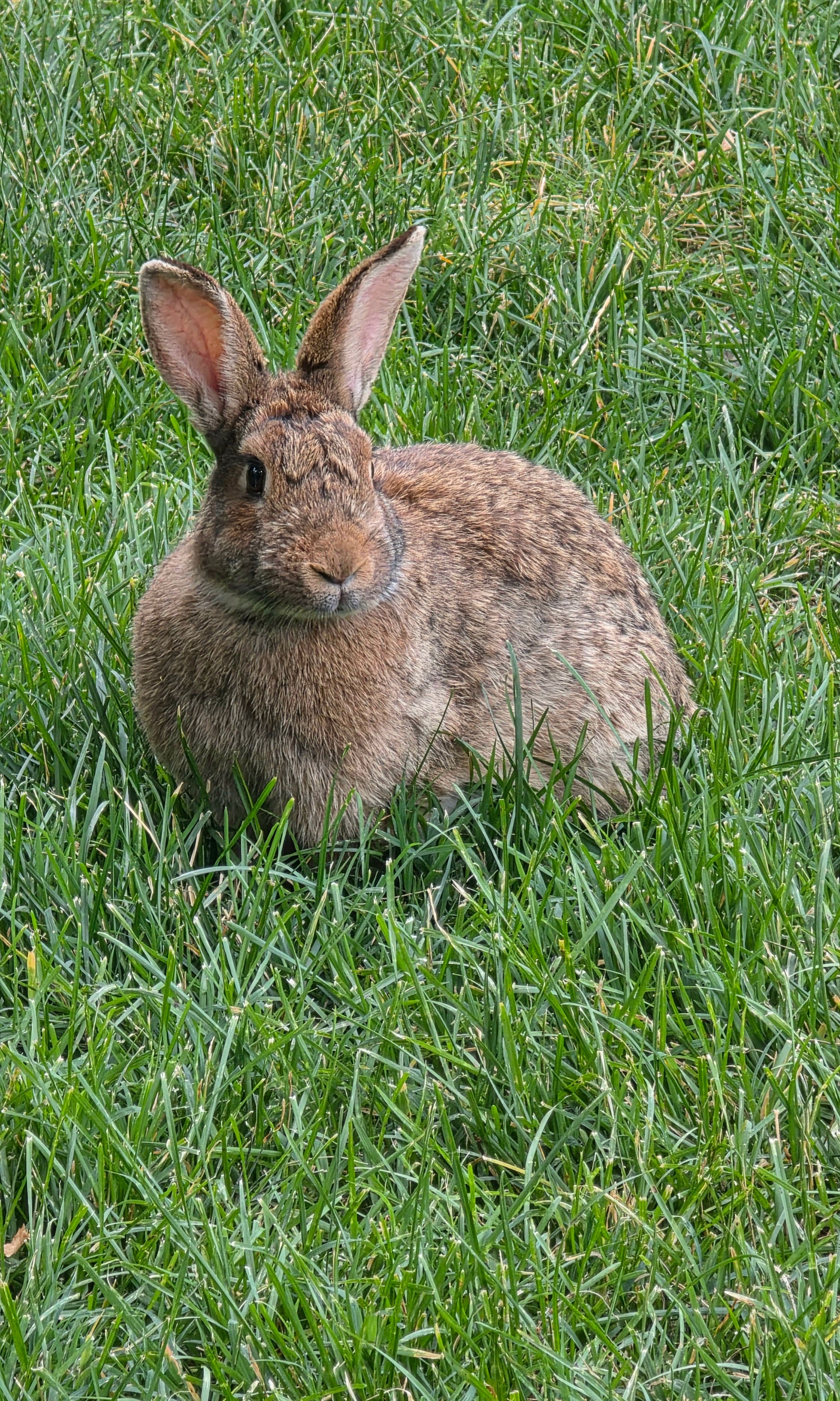 Wild Rabbit Resting on Green Grass Outdoors · Free Stock Photo