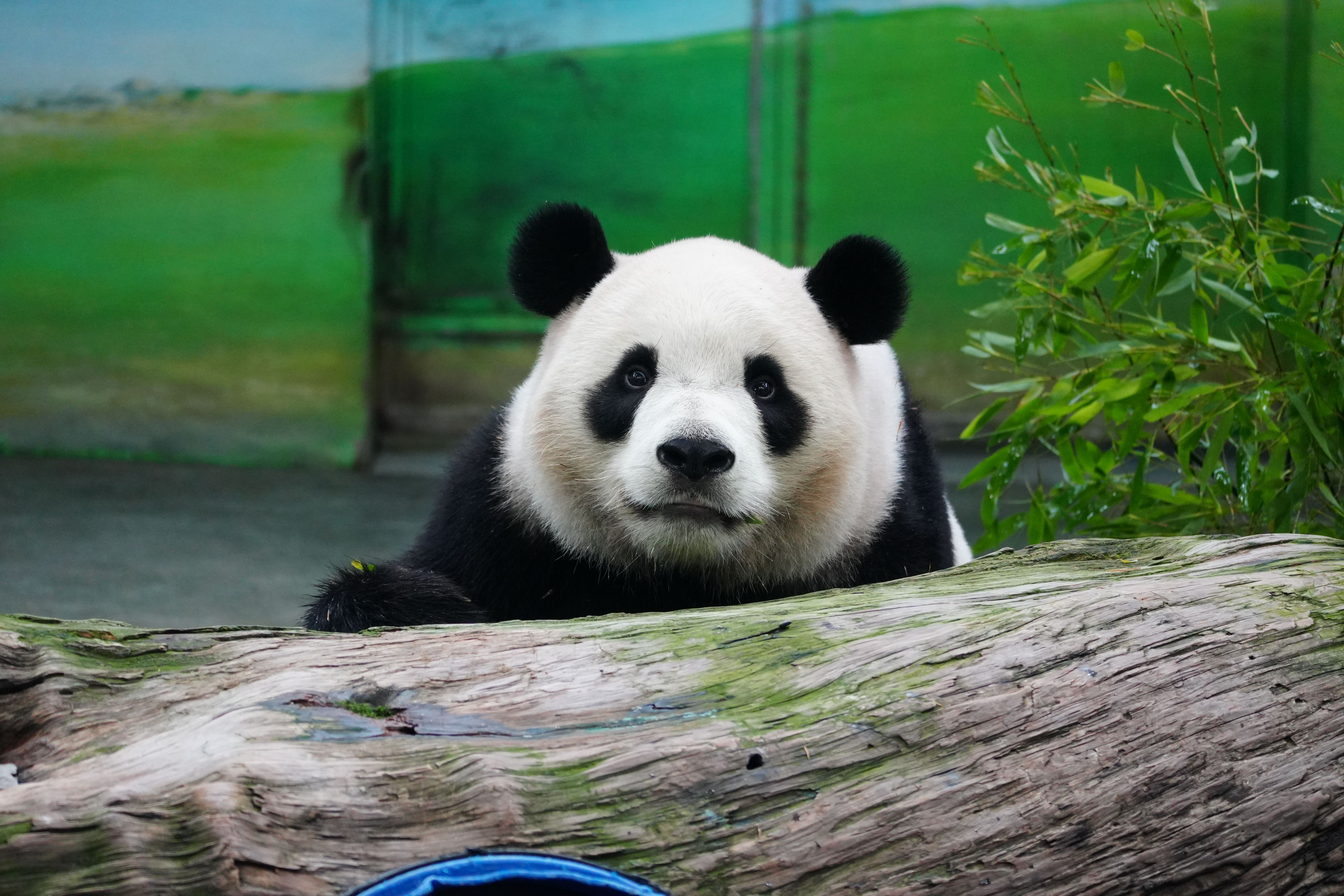 Captivating Giant Panda in Natural Habitat · Free Stock Photo