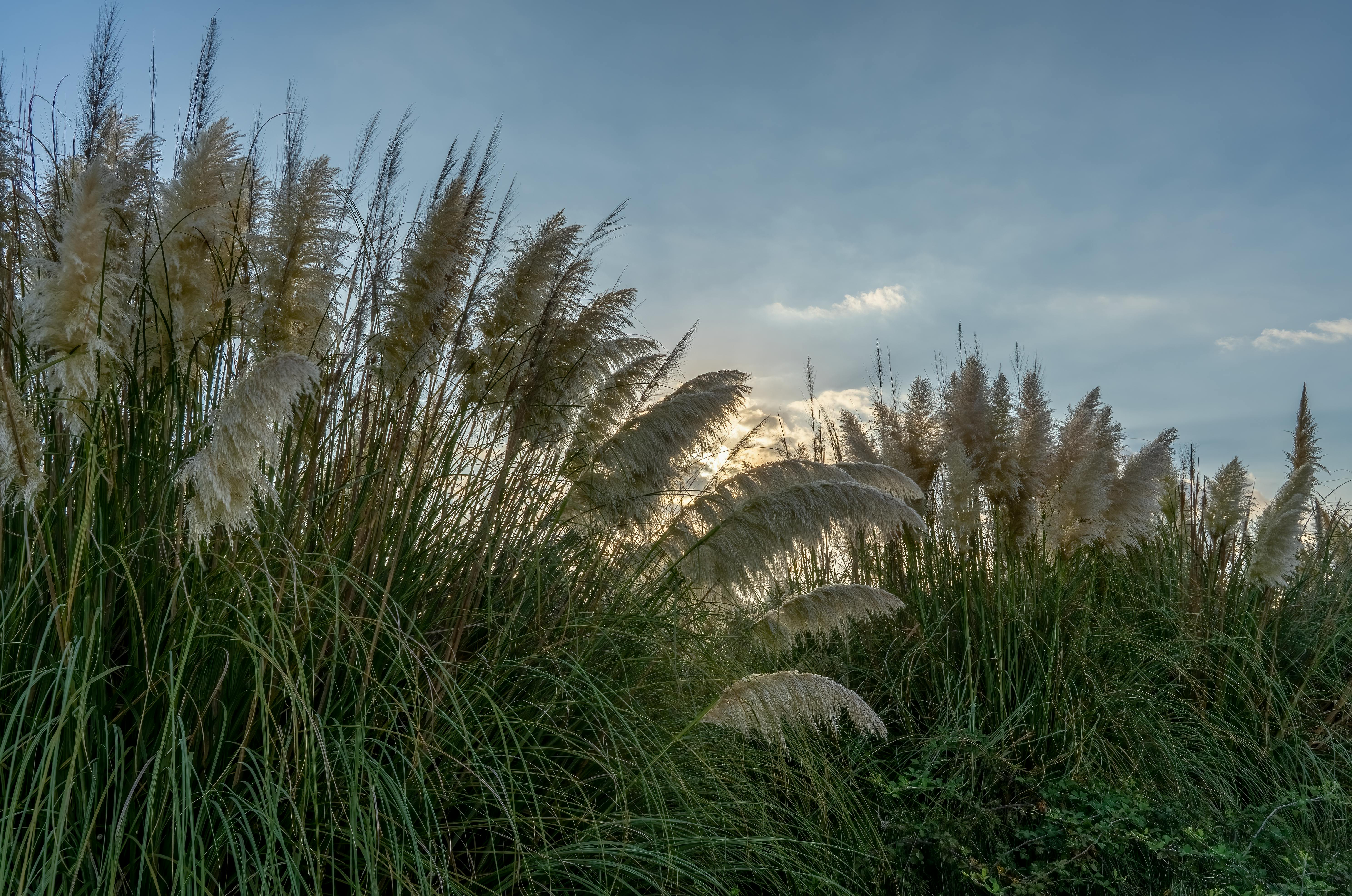 Serene Pampas Grass Field under Blue Sky · Free Stock Photo
