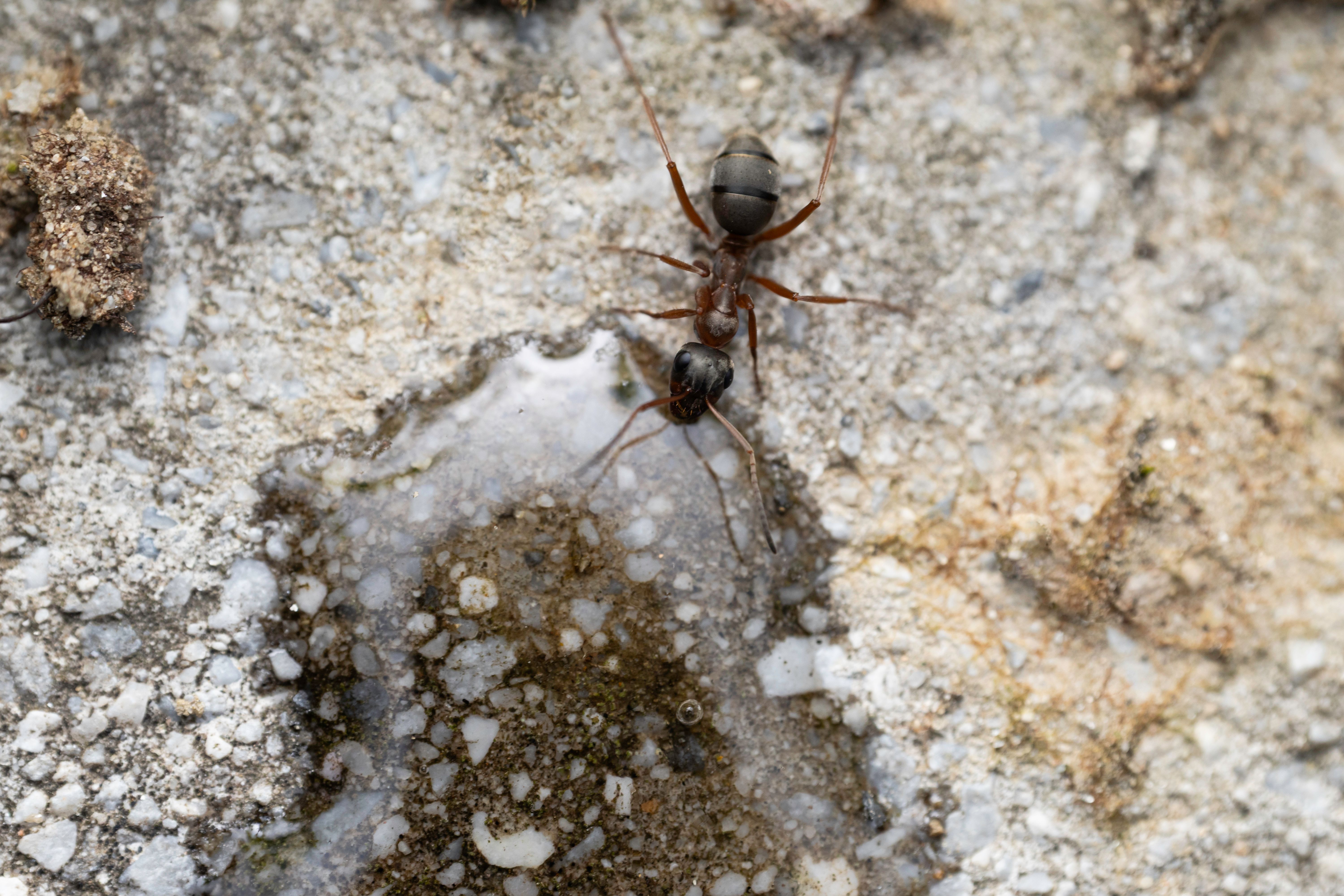 Close-Up of Ant on Rough Surface · Free Stock Photo