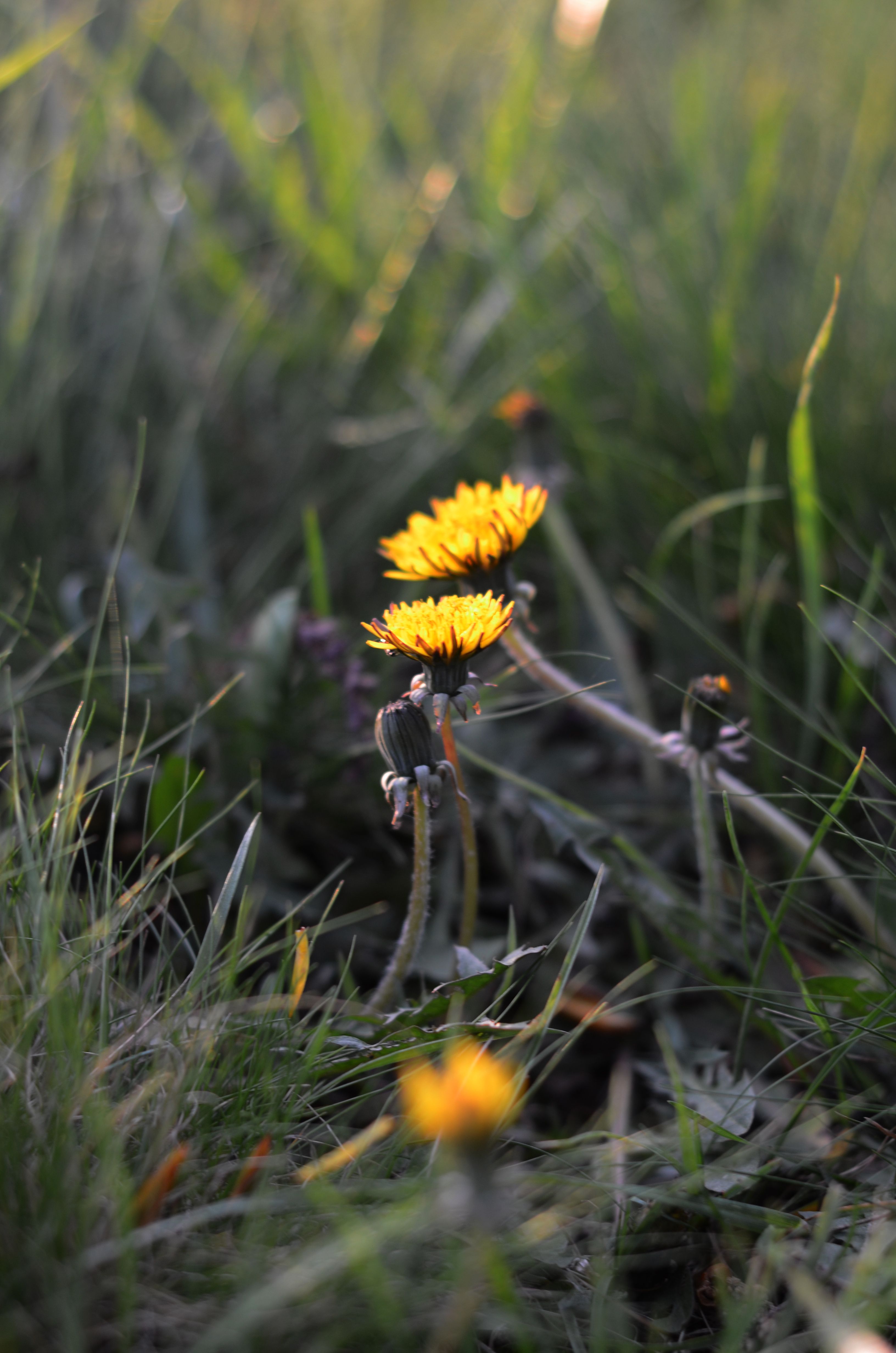 Close-up of Dandelions in Morning Light · Free Stock Photo