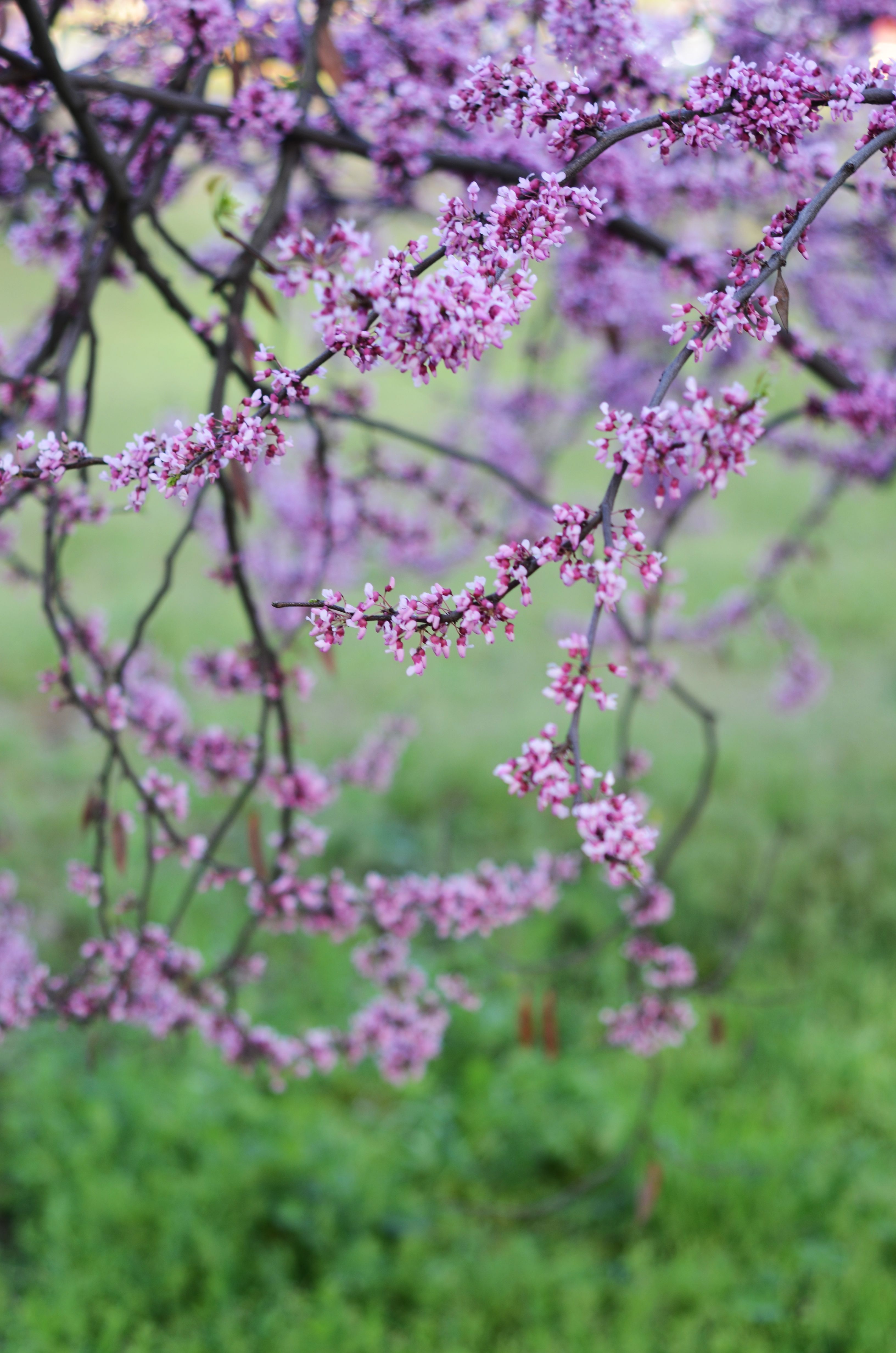 Spring Blossoms on Eastern Redbud Branches · Free Stock Photo